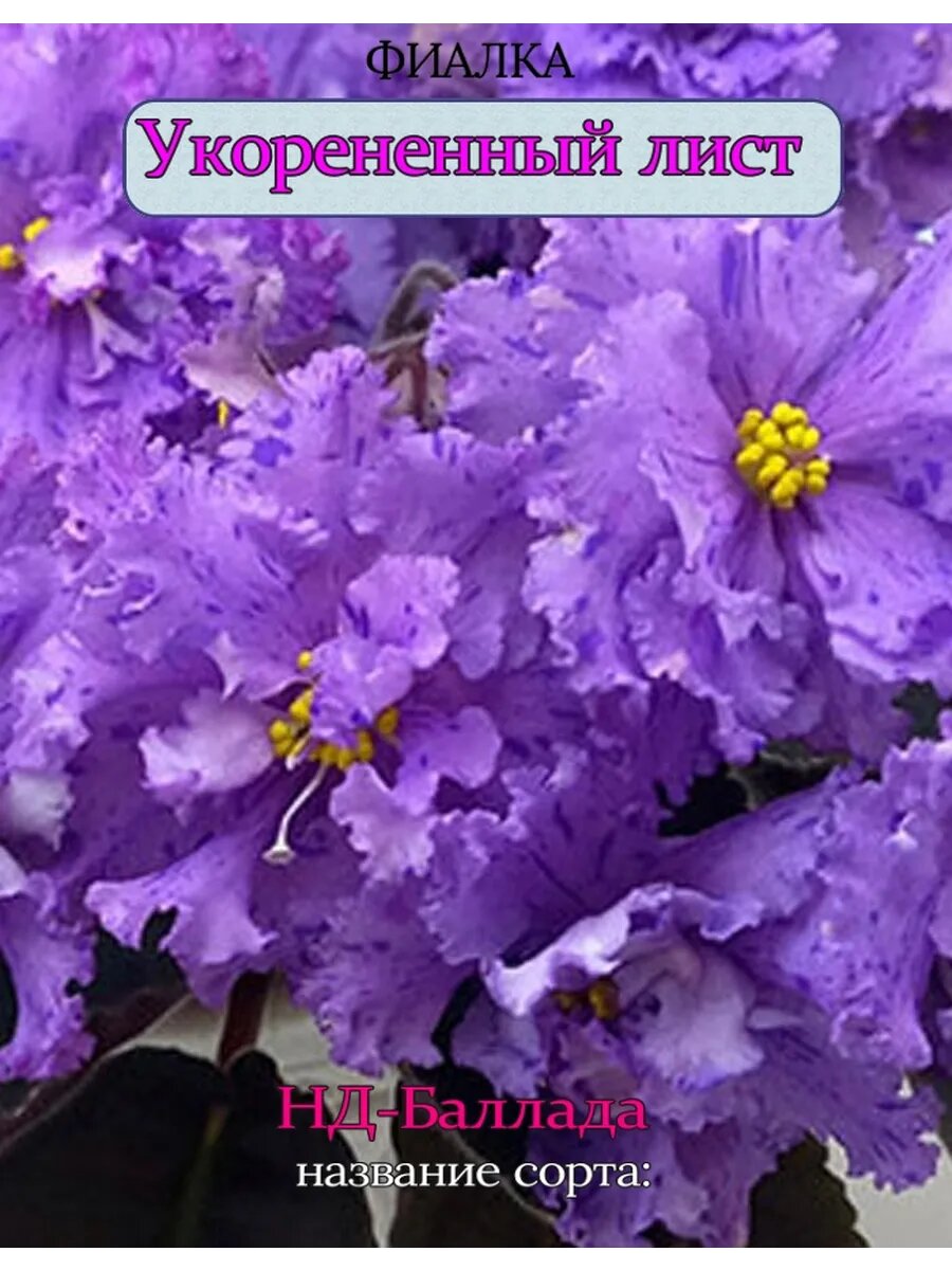 Фиалка живая в горшке комнатная сорт НД-Баллада (укорененный лист) 1 штука красивая