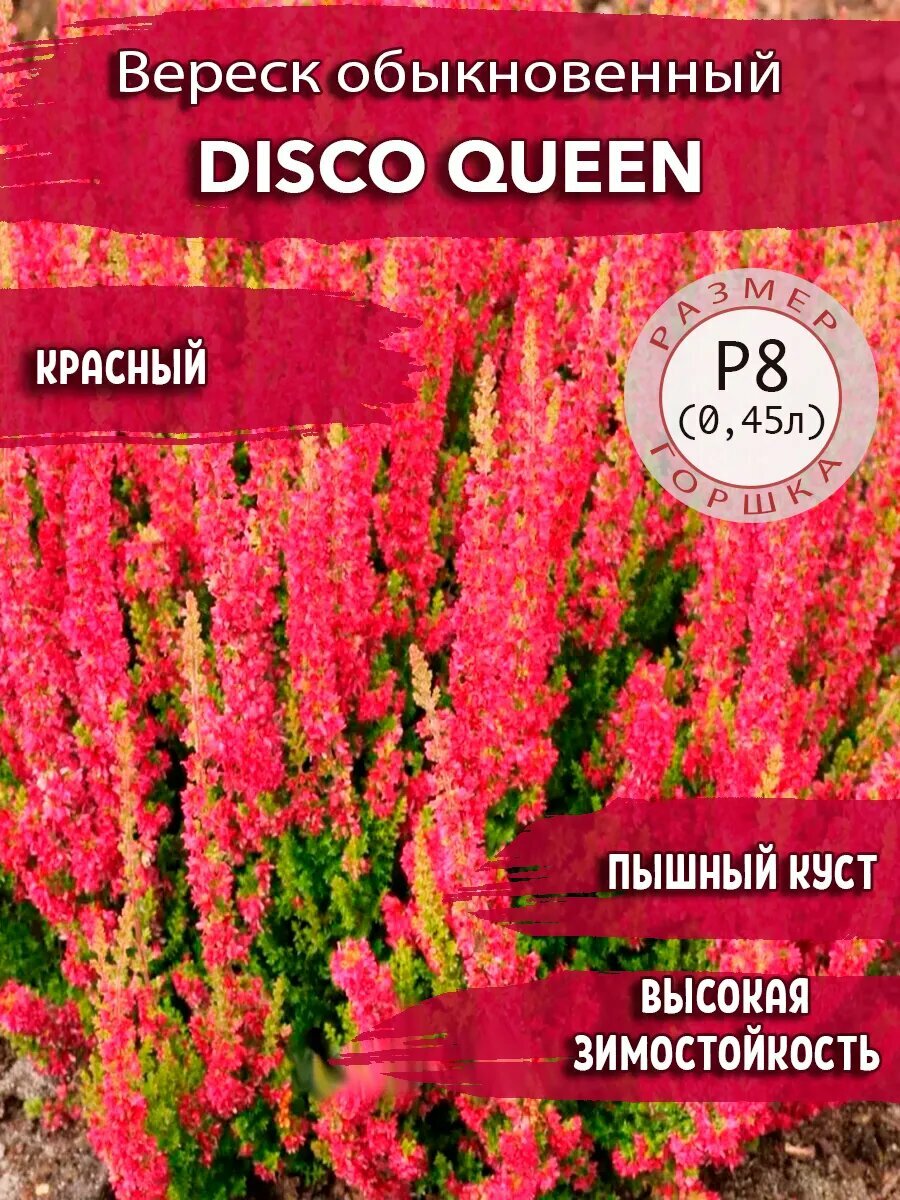 Вереск обыкновенный Disco Queen