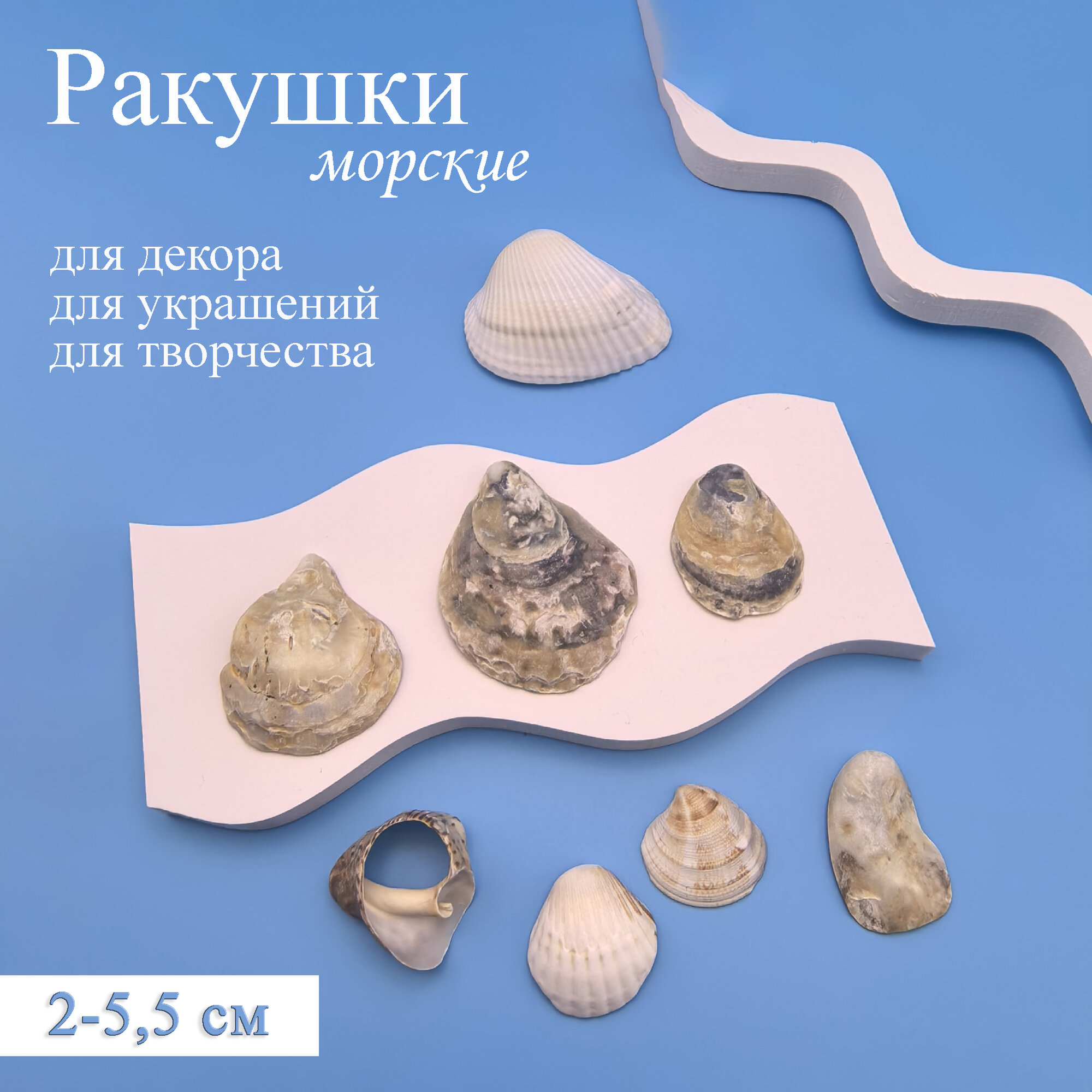 Ракушки морские для декора, творчества и украшений