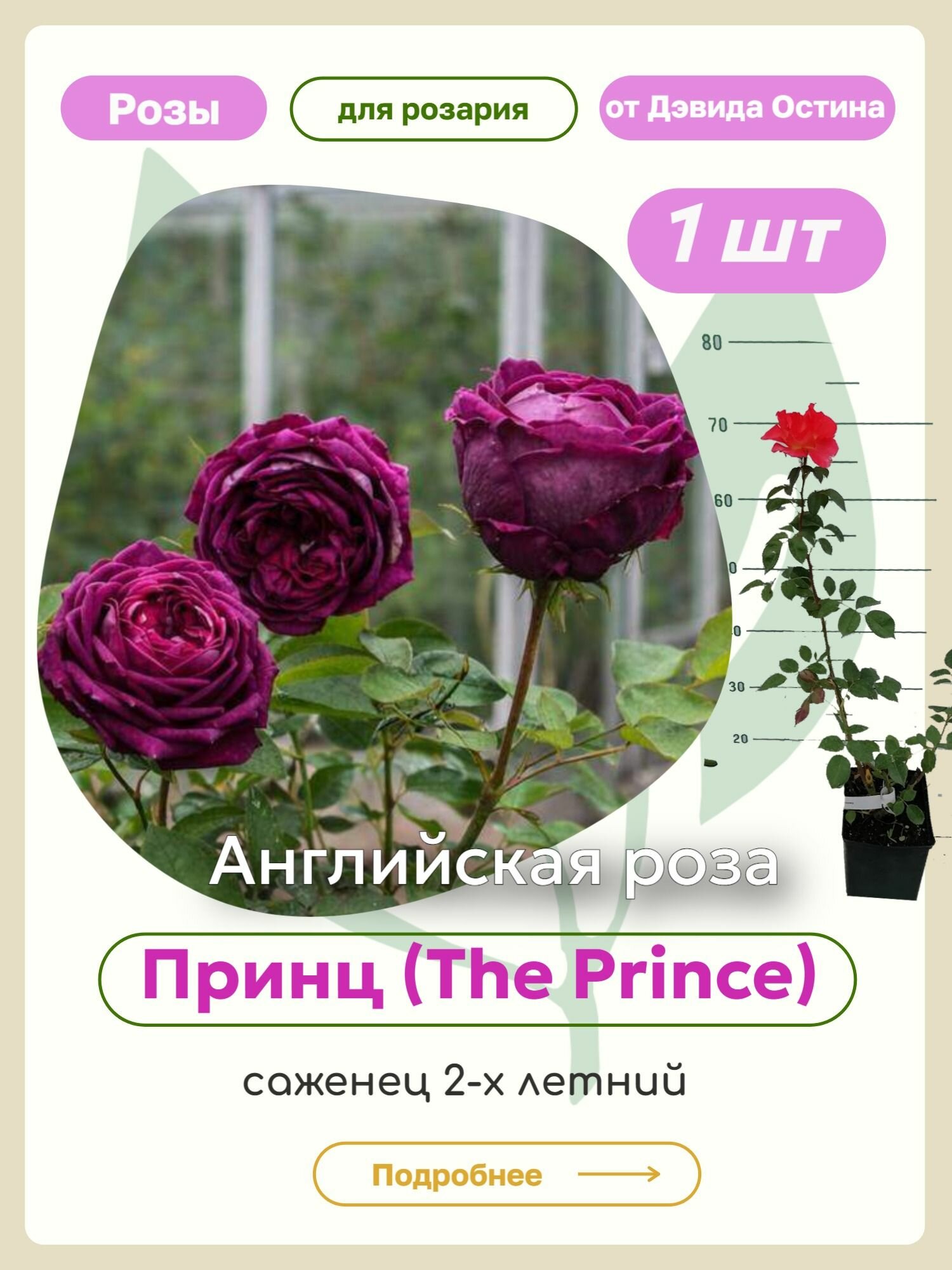 Саженцы роз Принц (The Prince)