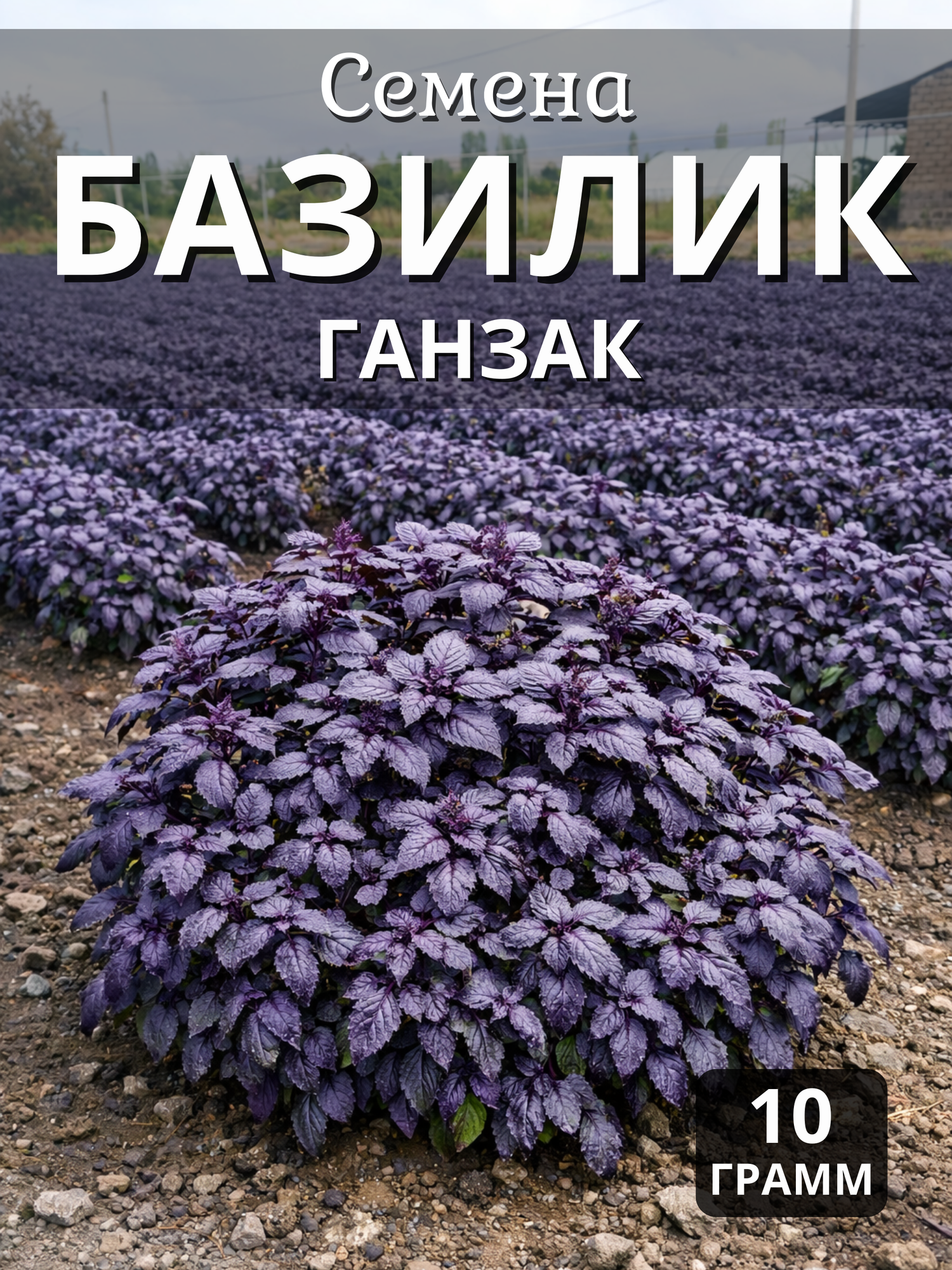 Семена базилика фиолетового для проращивания, 10 гр. (Ганзак)