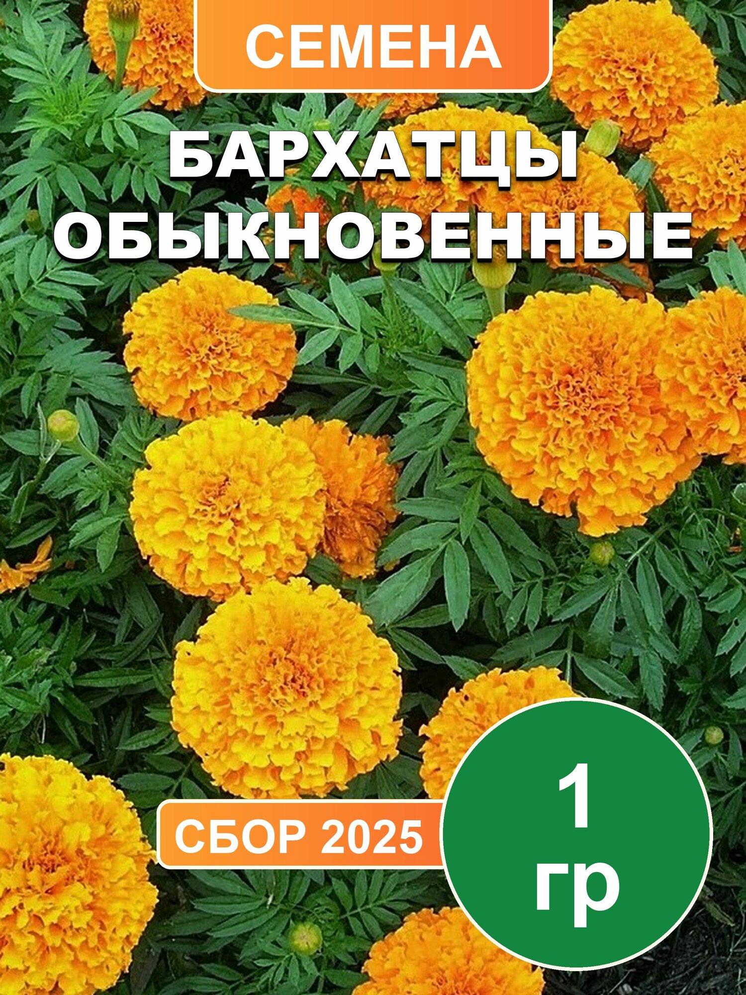 Бархатцы обыкновенные, семена, 1гр