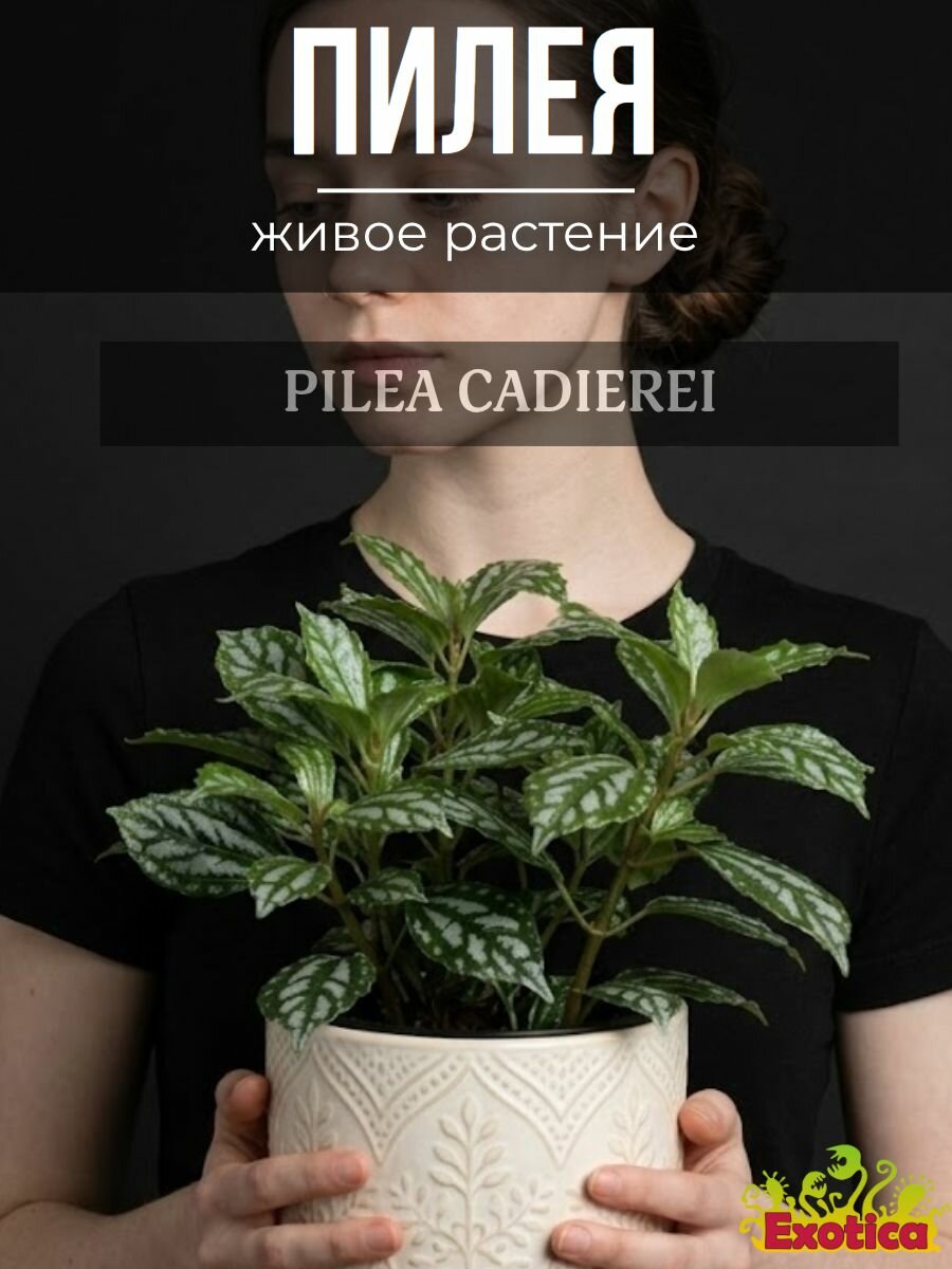 Пилея Кадье (Pilea Cadierei) D6см, комнатное растение