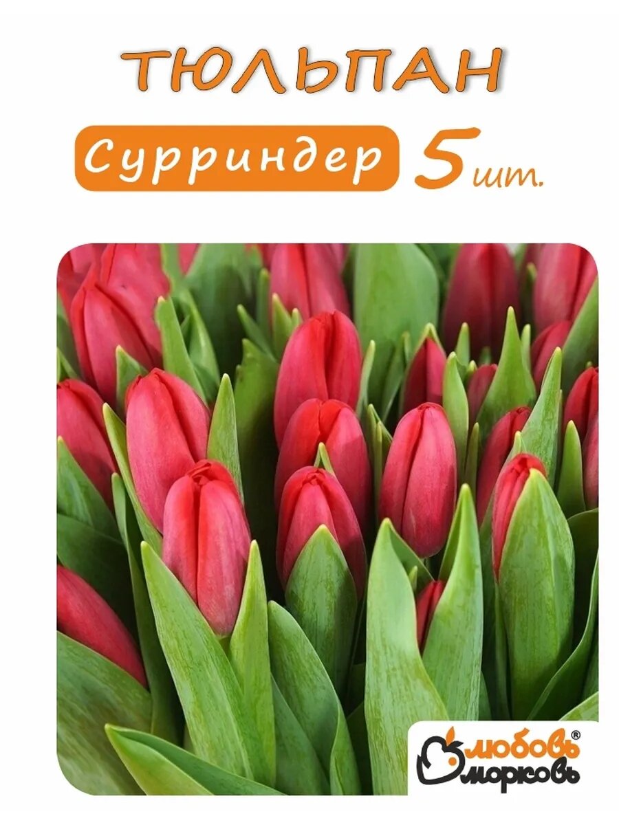 Тюльпан Луковица, Сурриндер, 5 шт крупные
