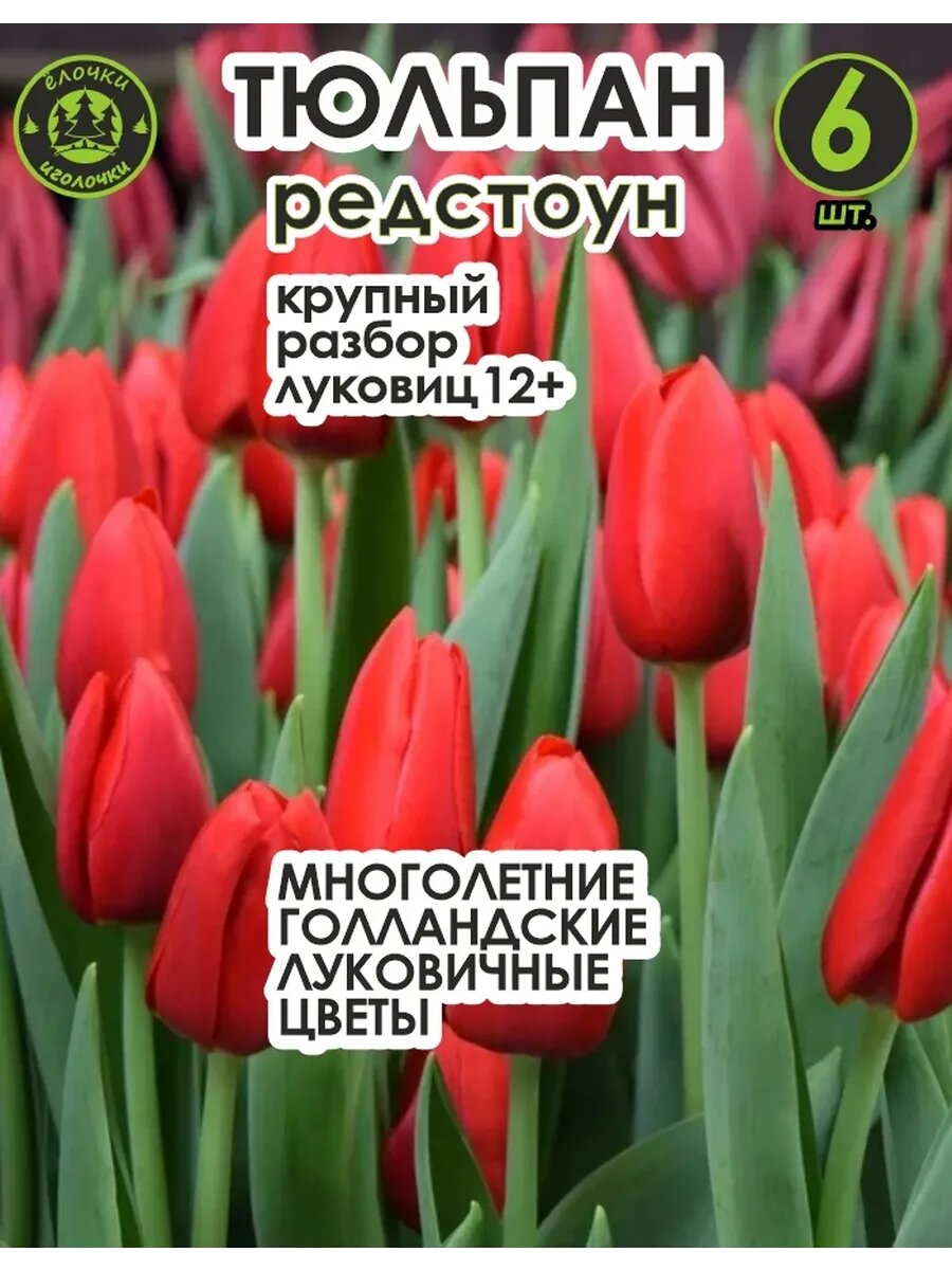 Тюльпан луковичные цветы, редстоун 6 шт, разбор 12+ (крупные