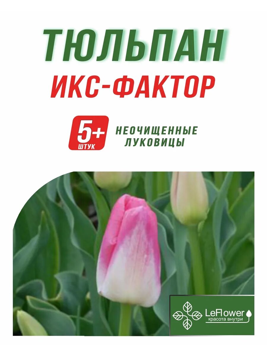 Тюльпаны LeFlower Икс-Фактор, растение многолетнее, 5 луковиц