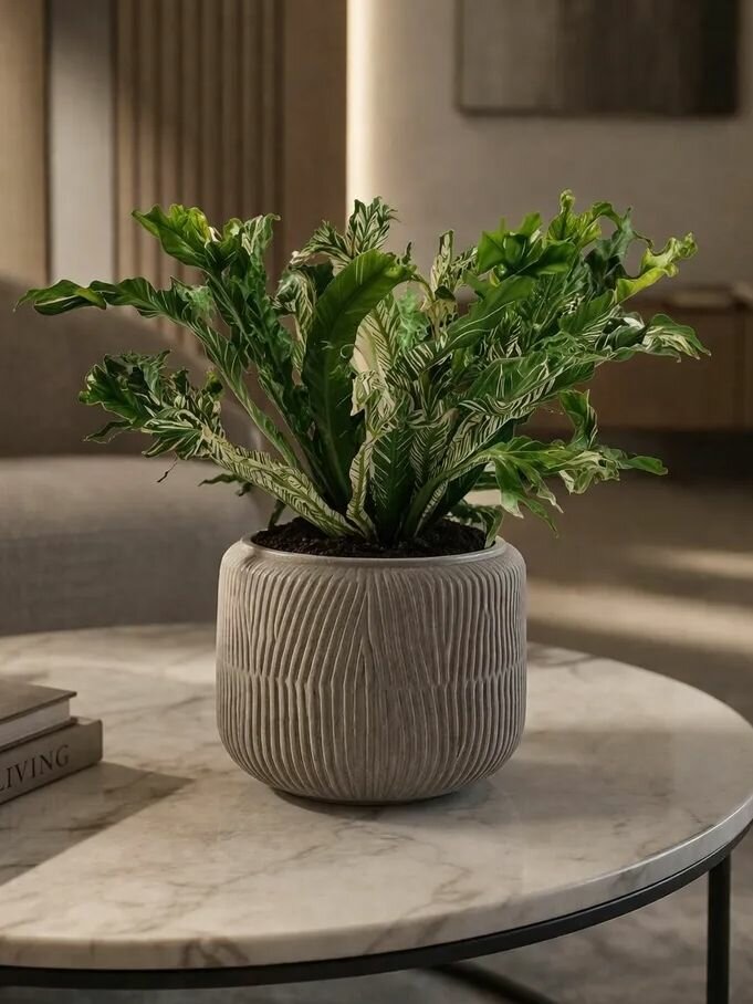 Папоротник Асплениум Нидус Вариегатный (Asplenium nidus Variegata) живое комнатное растение в горшке, пестролистный, редкий сорт