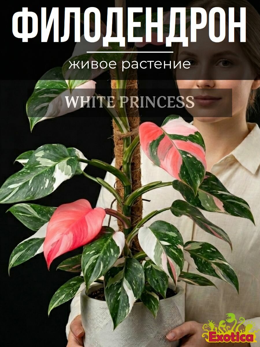 Филодендрон Вайт Принцесс (Philodendron White Princess) D6см, живой цветок
