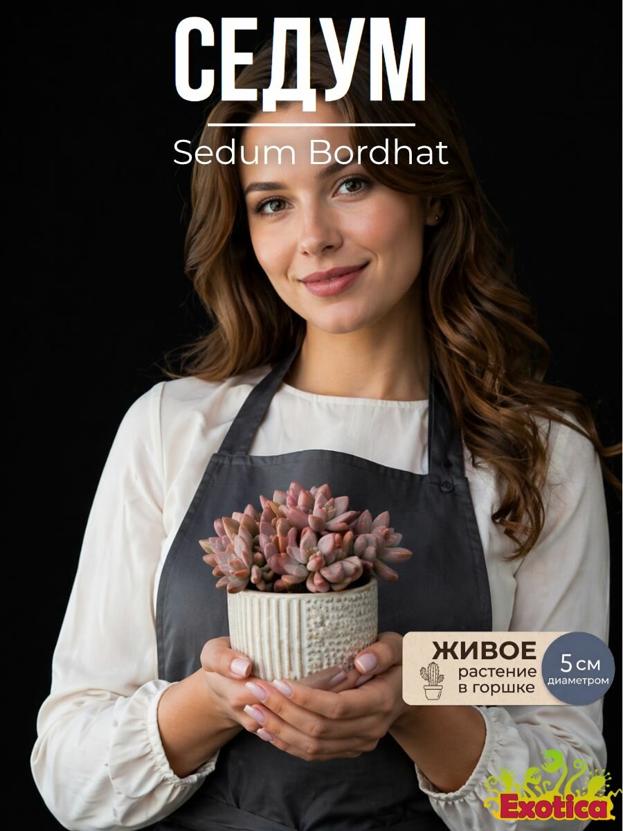 Седум Бордхат (Sedum Bordhat) D5см, суккуленты живые