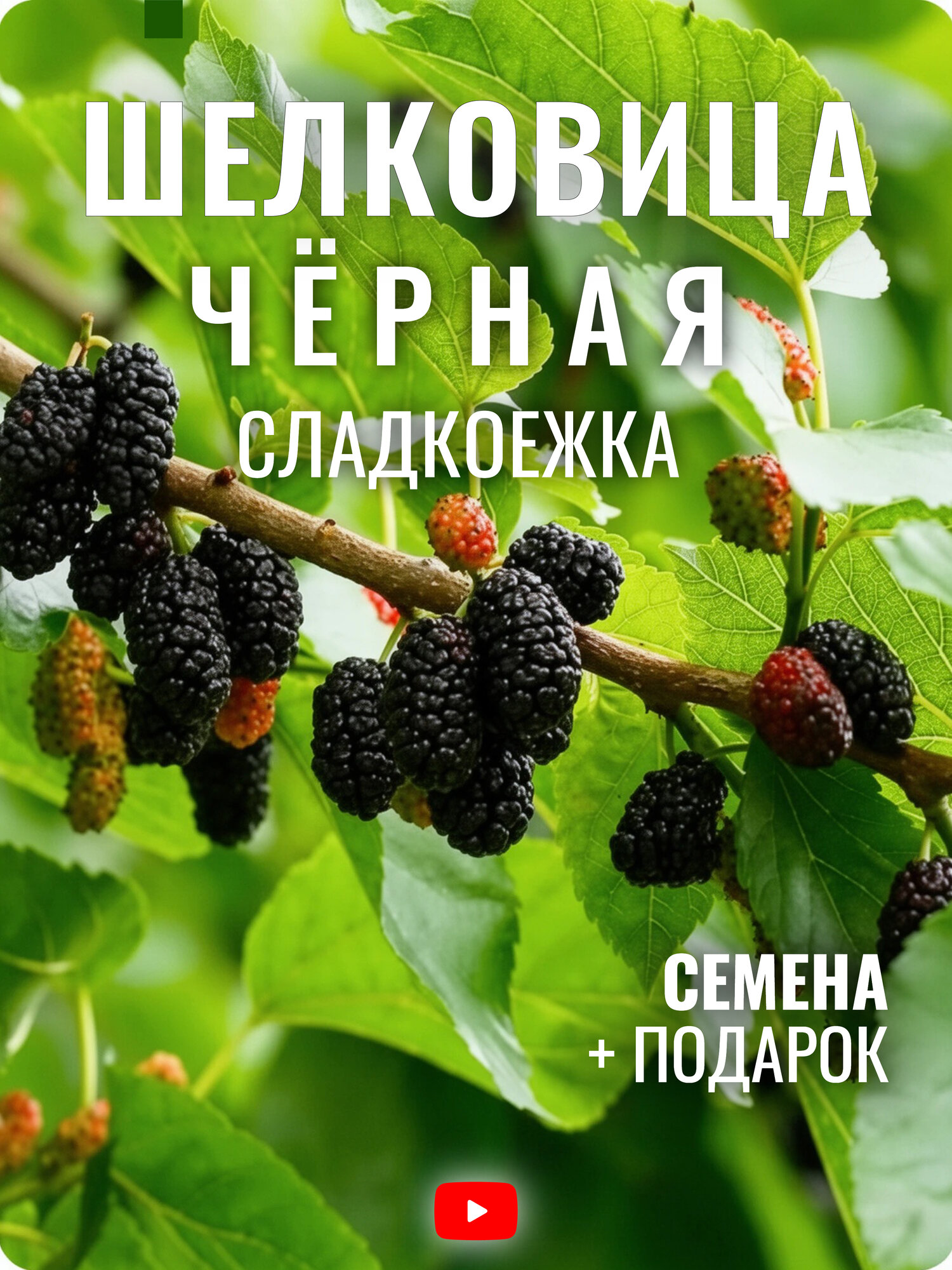 Шелковица Черная Сладкоежка, Семена, 30 шт, семена ягод, семена декоративных растений
