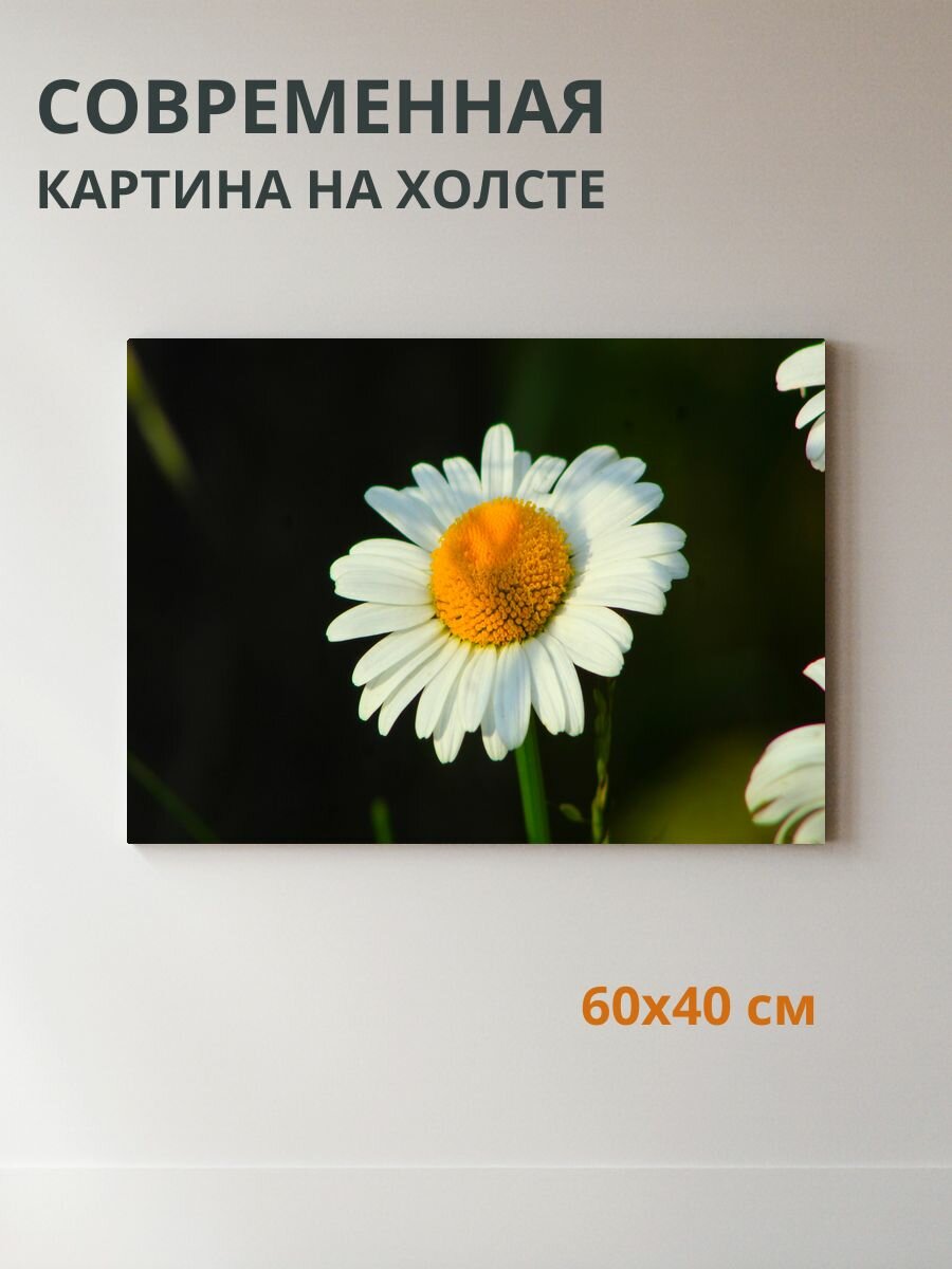 Картина на холсте Ромашковый натюрморт 60x40 см