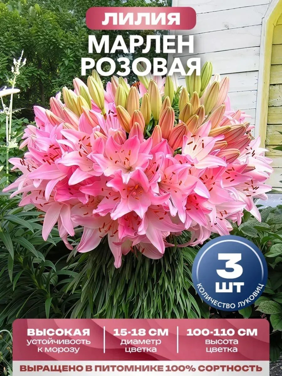 Луковица Лилия Марлен розовая
