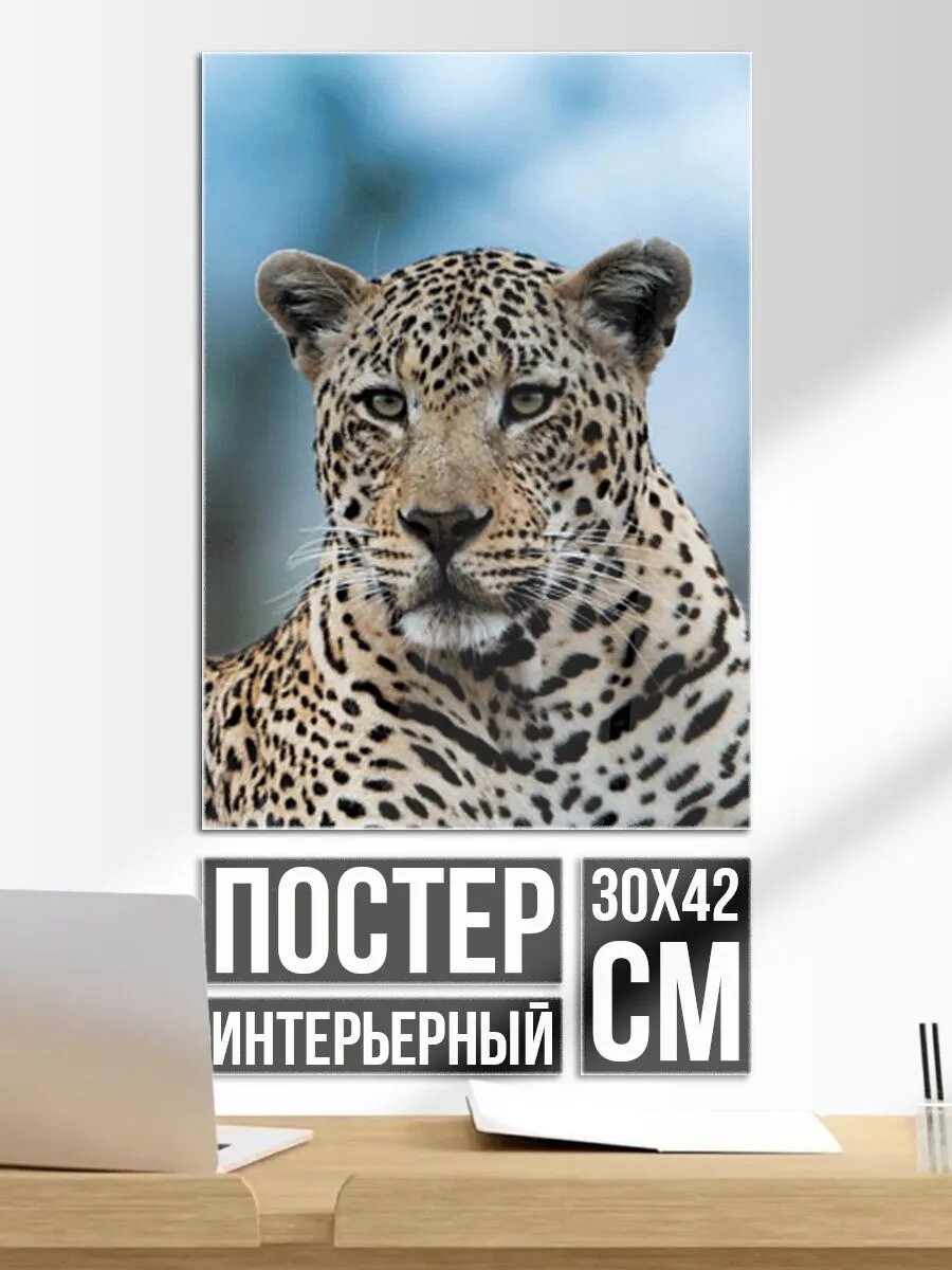 Постер на стену Леопард африканский
