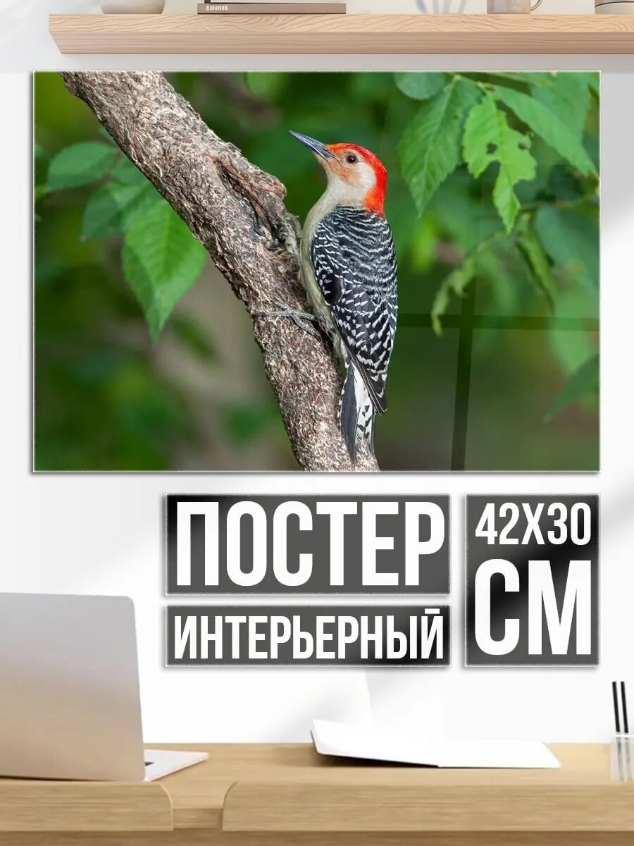 Плакат постер дятел на ветке