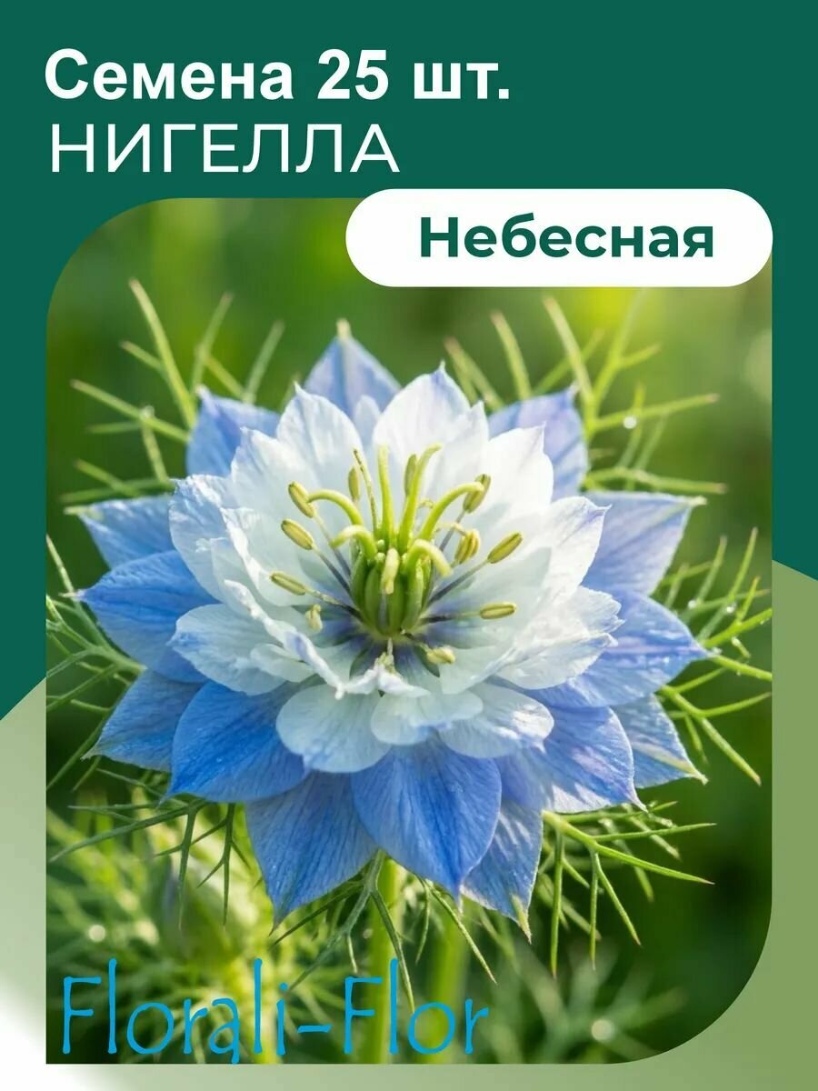 Нигелла Семена
