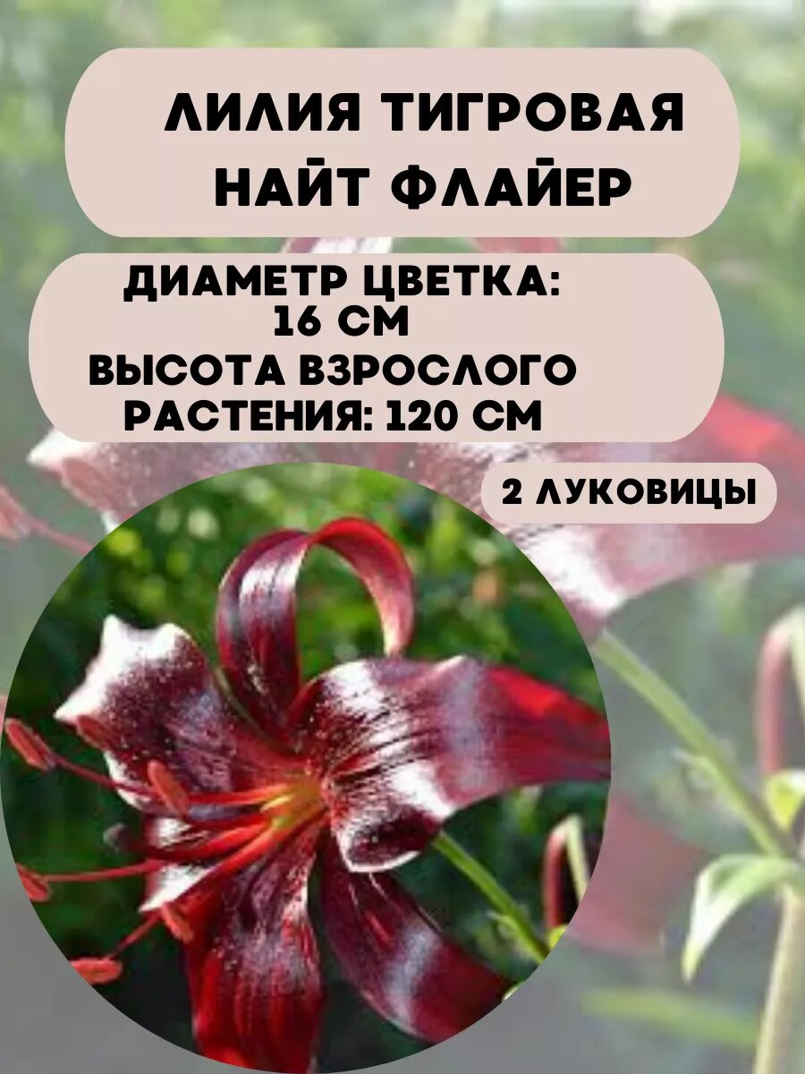 Лилия махровая; Луковицы лилий; Восточные лилии