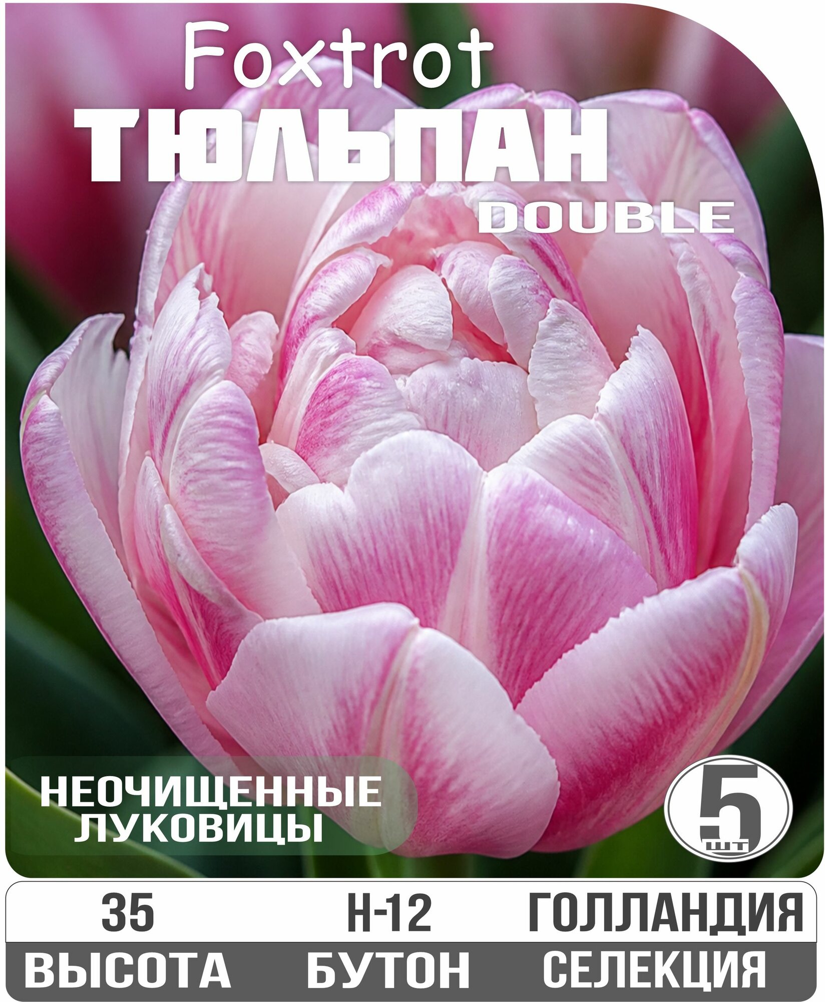 Тюльпаны луковицы многолетние Фокстрот, высота 35 см. 5шт неочищенные