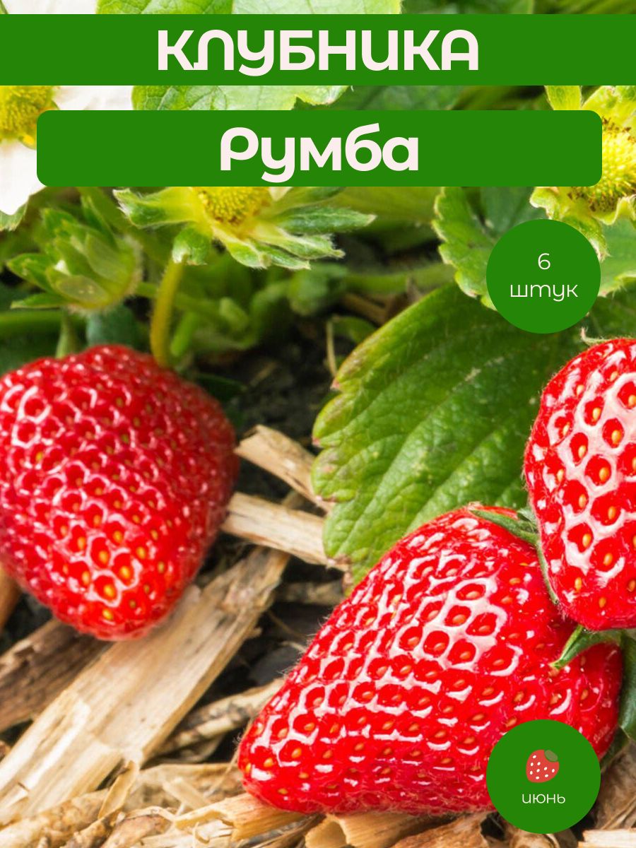 Клубника Румба 6 штук