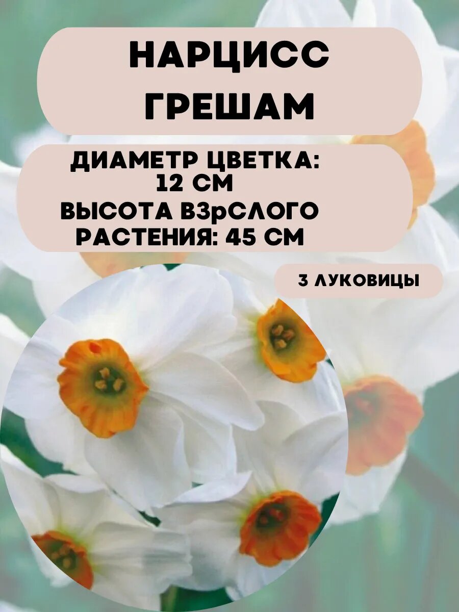 Нарцисс махровый / Луковицы нарцисса