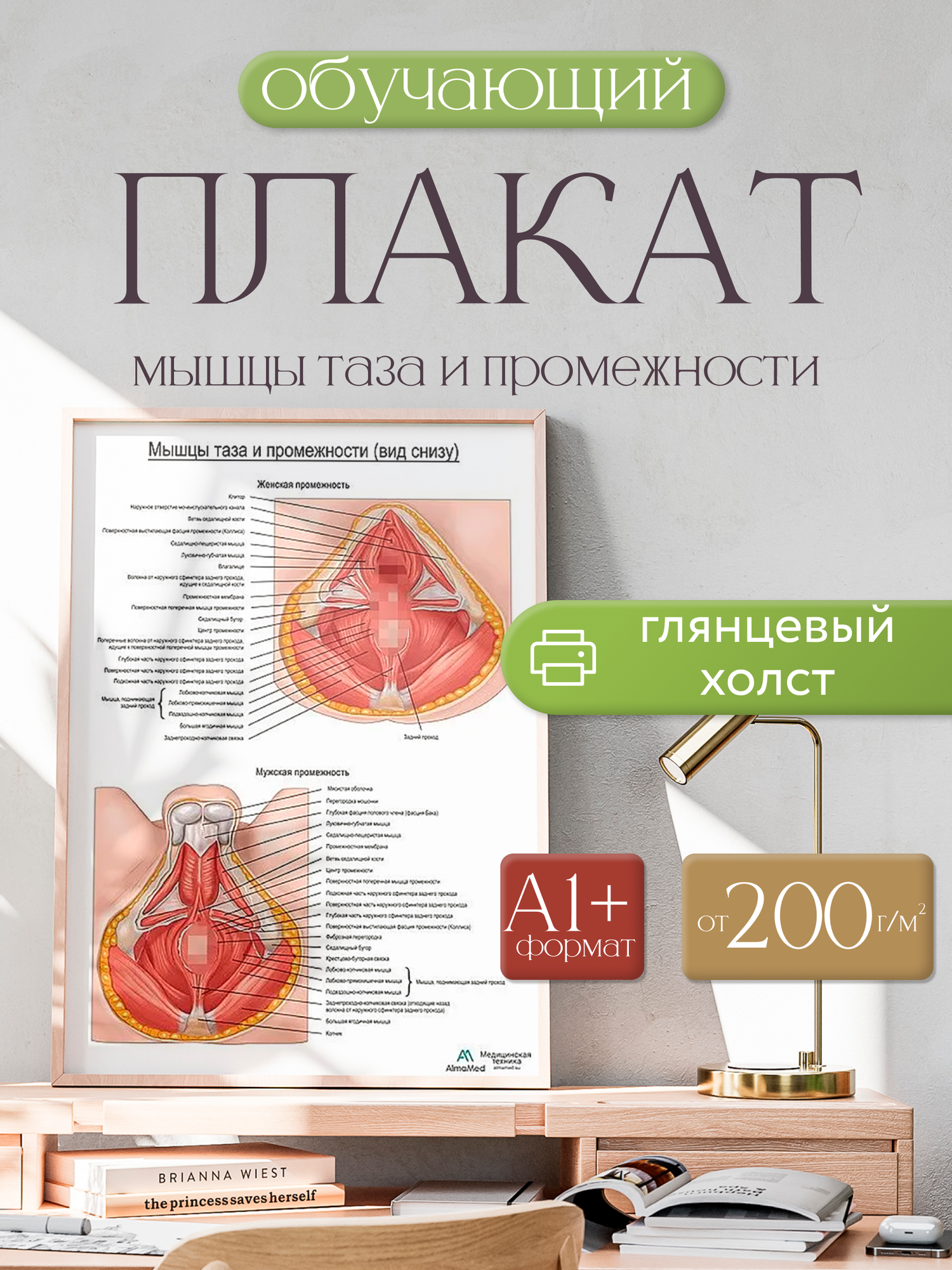 Обучающий плакат "Мышцы дна таза и промежности (вид снизу)", размер А1+, глянцевый холст от 200г/м2