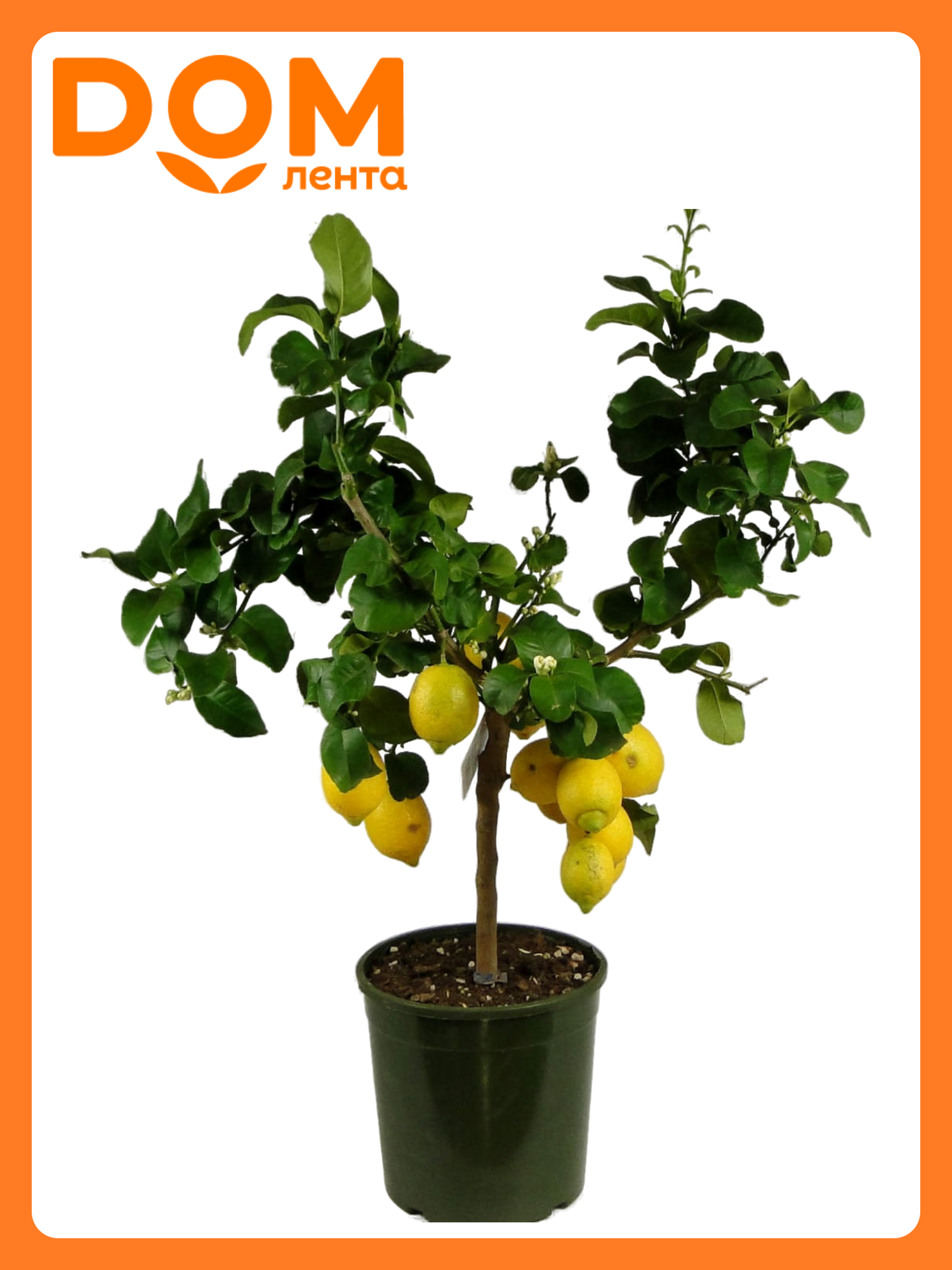 Растение лимон 4 сезона FLORA GROUP H30, цветущее, горшечное, круглый год