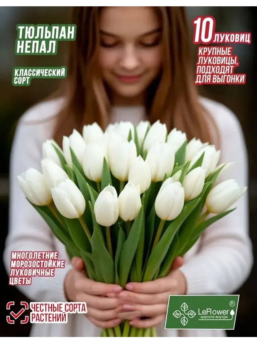 Тюльпан Луковица, Непал, 10шт