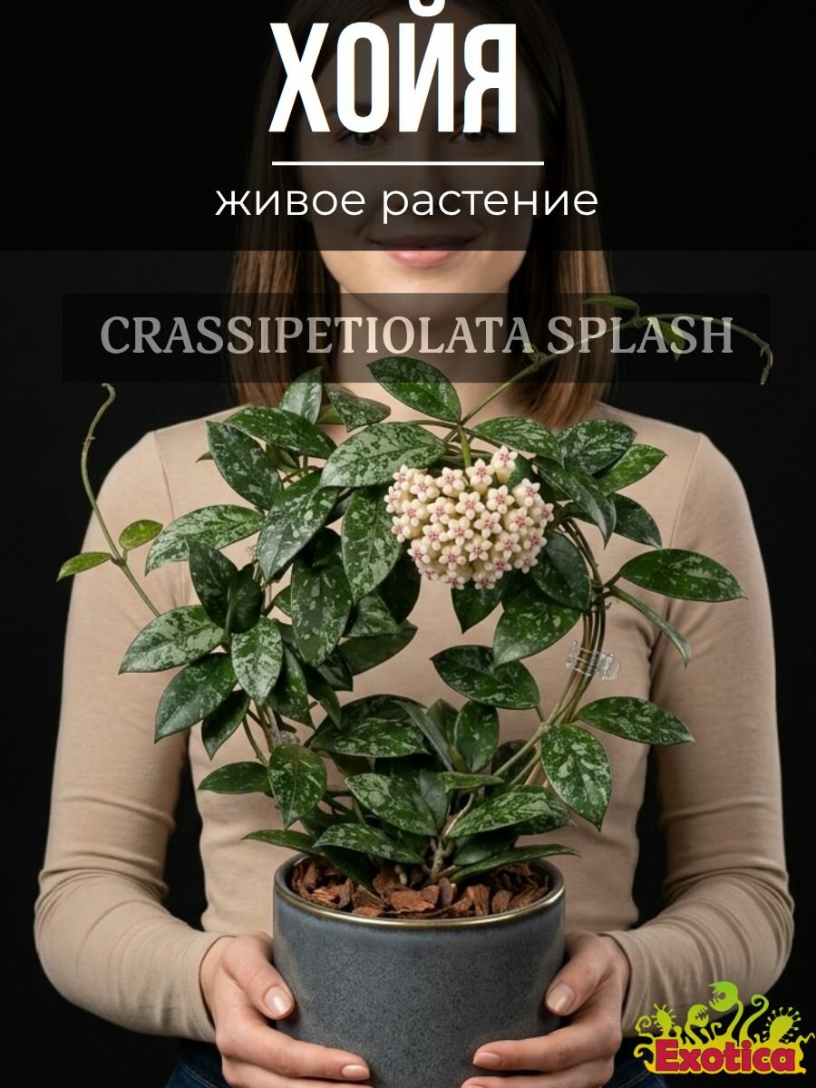 Хойя Крассиопетиолата Сплеш (Hoya Crassipetiolata Splash) D10см, домашнее растение