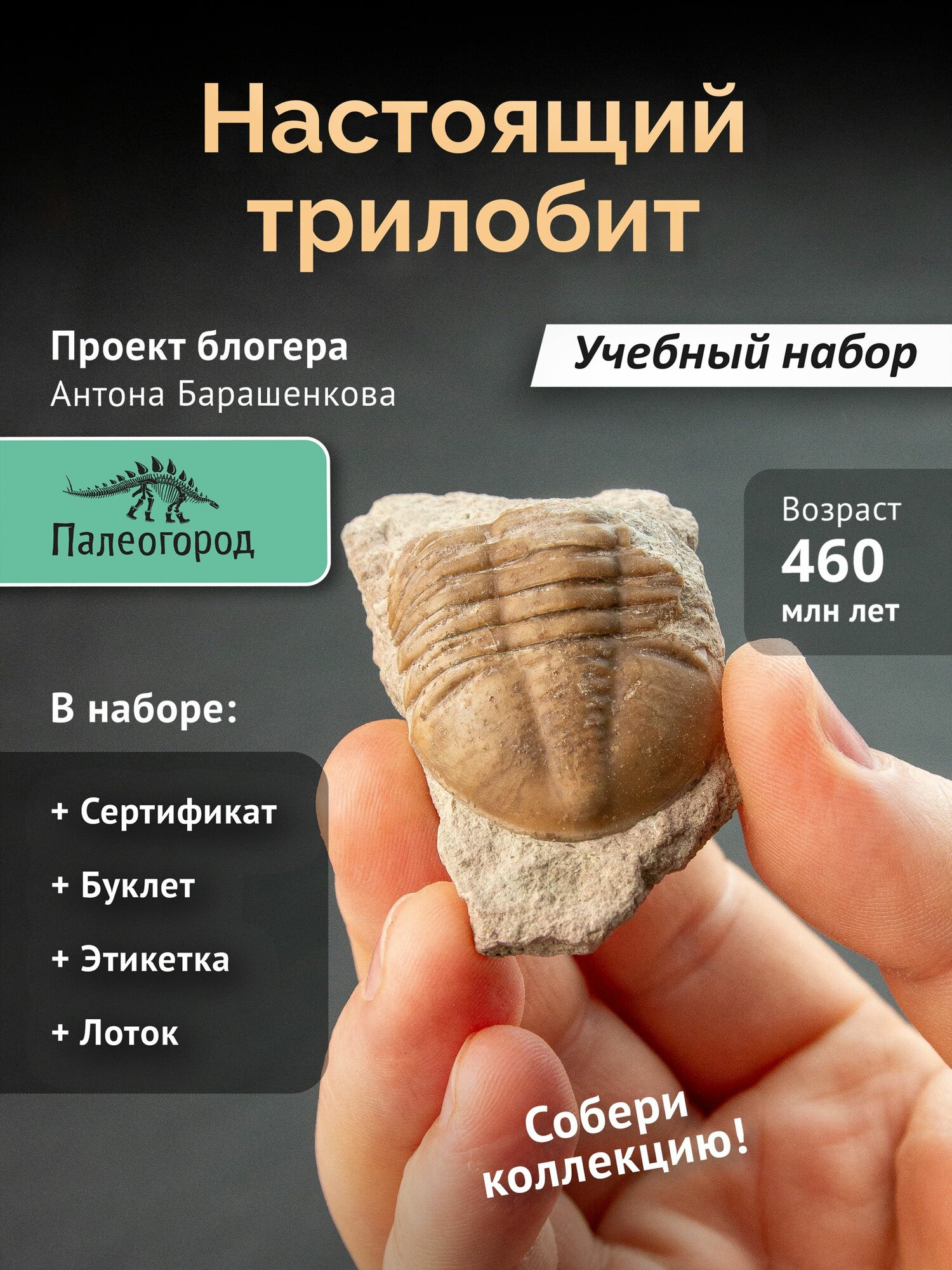 Набор палеонтолога (образец №543). Трилобит Asaphus lepidurus VF. Необычный подарок мальчику, девочке, подростку. Опыты и раскопки.