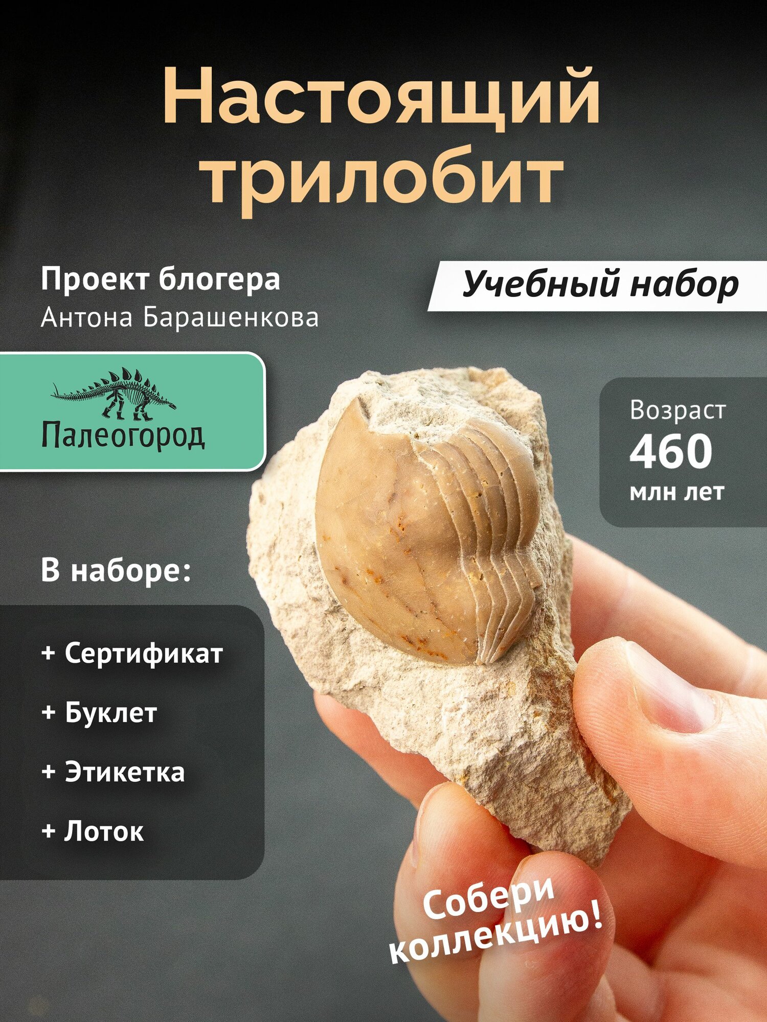 Набор палеонтолога (образец №538). Трилобит Illaenus sp. VF. Необычный подарок мальчику, девочке, подростку. Опыты и раскопки.