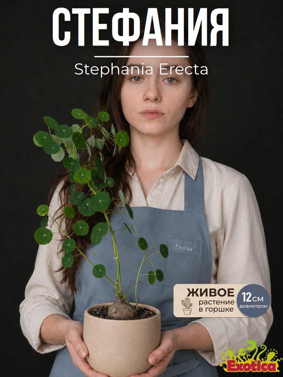 Стефания Cтоячая (Stephania Erecta) D12см, живое растение