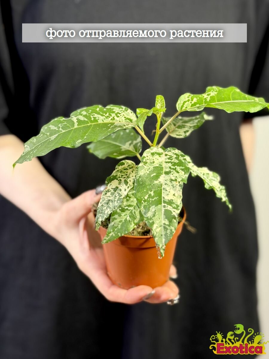 Фикус Сноушторм (Ficus Snowstorm) D10см, домашний цветок — фото 1
