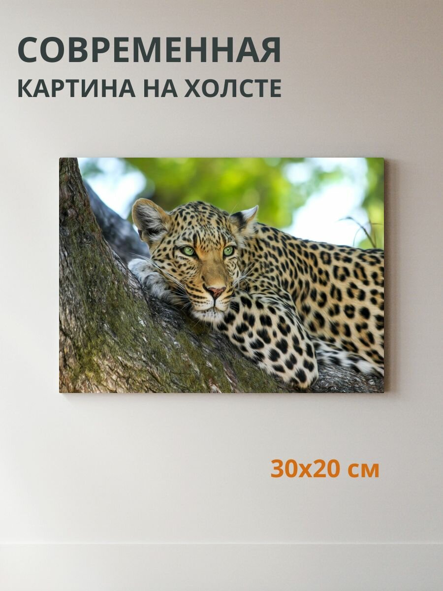 Картина на холсте Леопард 30x20 см