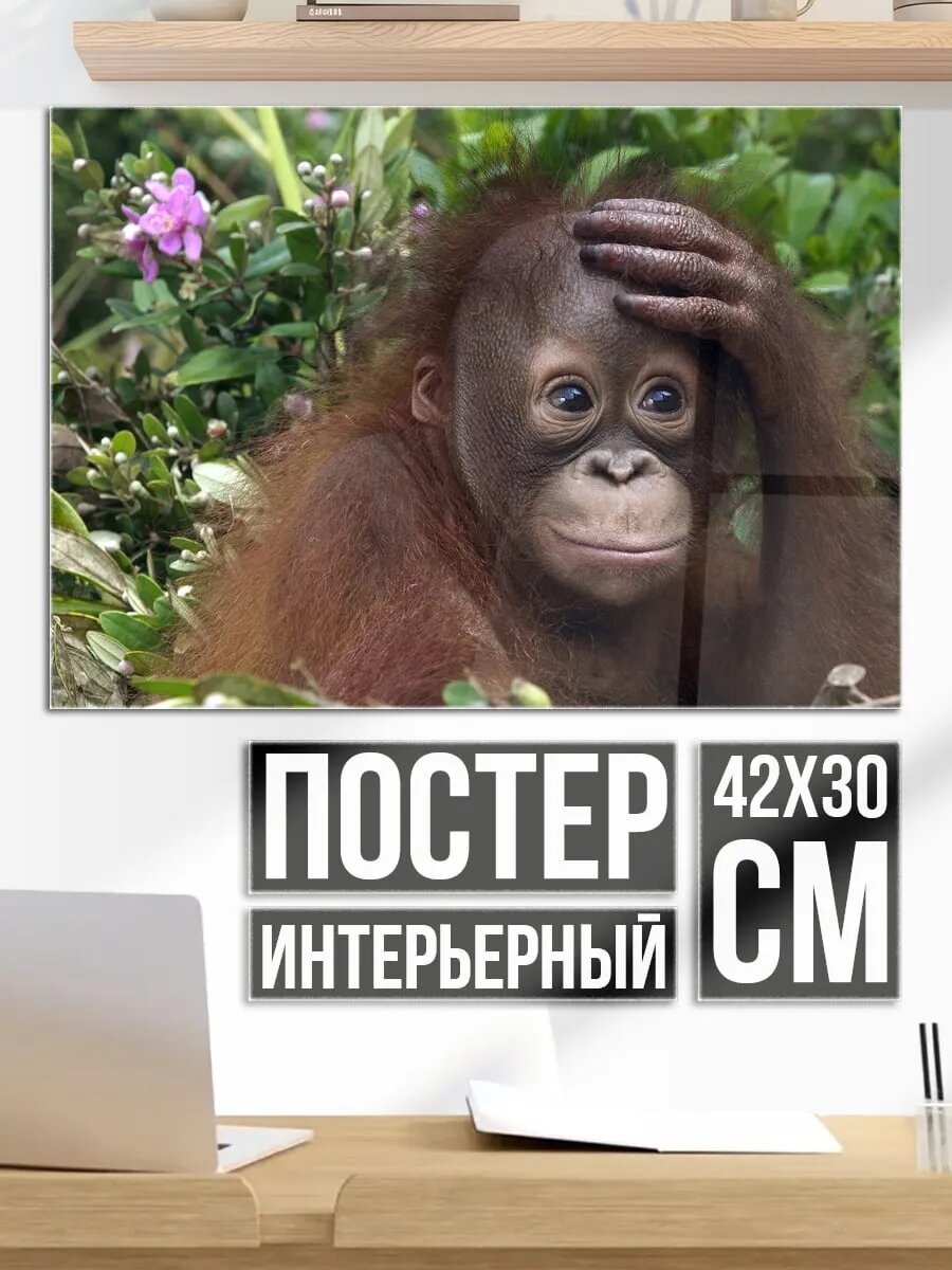 Плакат постер Орангутан в джунглях
