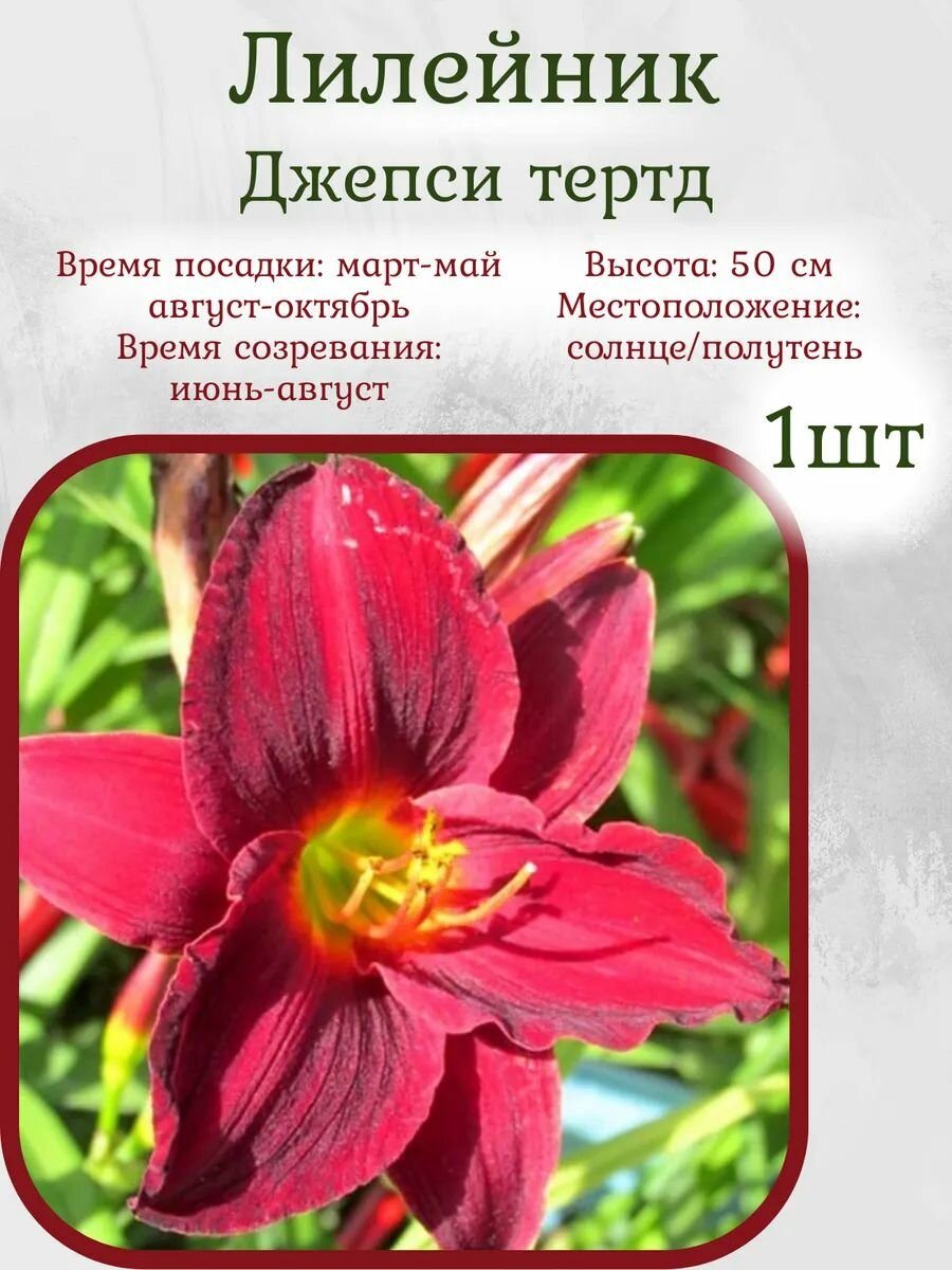 Саженцы лилейника многолетние цветы 1 штука
