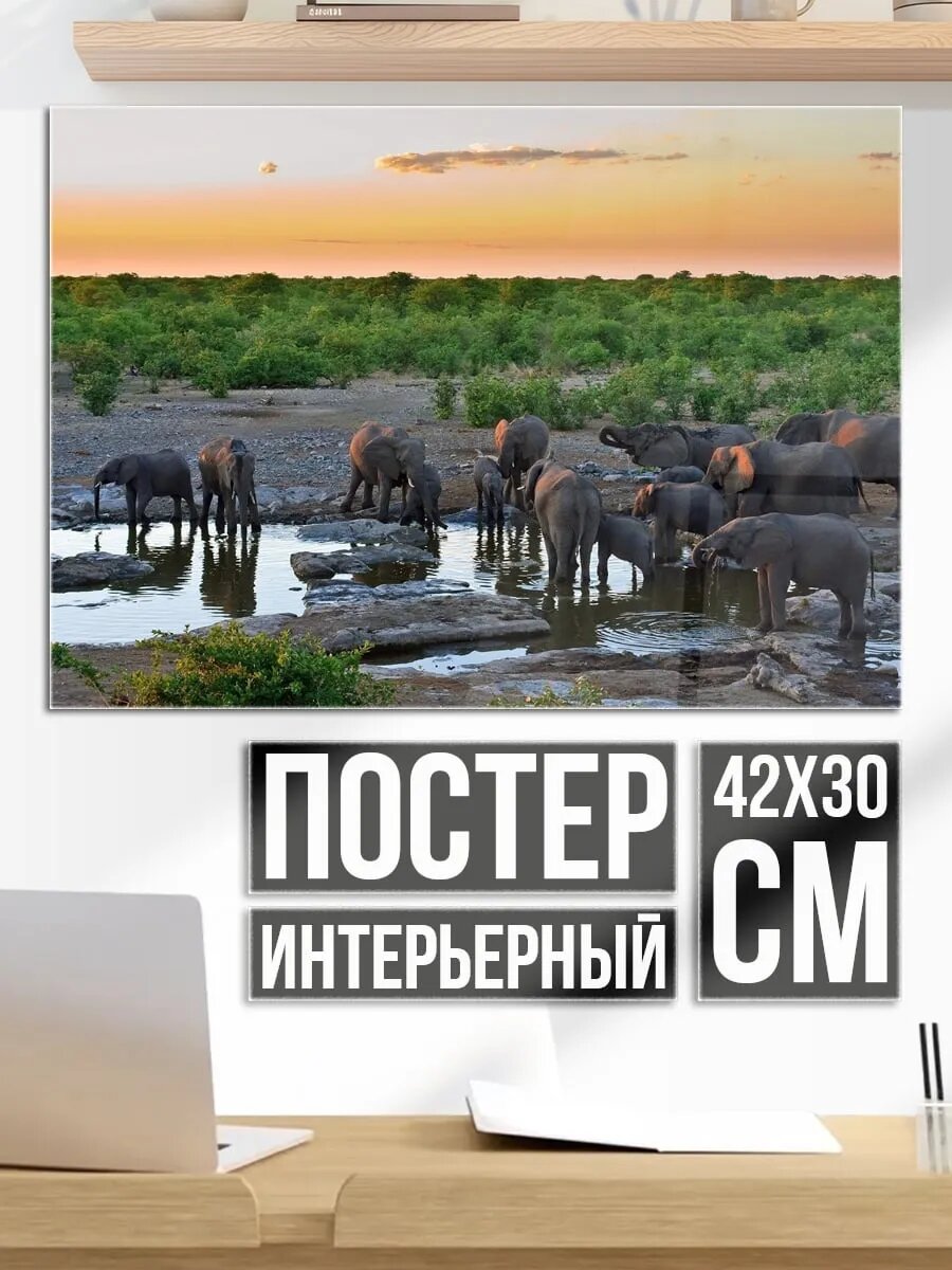 Плакат постер Слоны на водопое