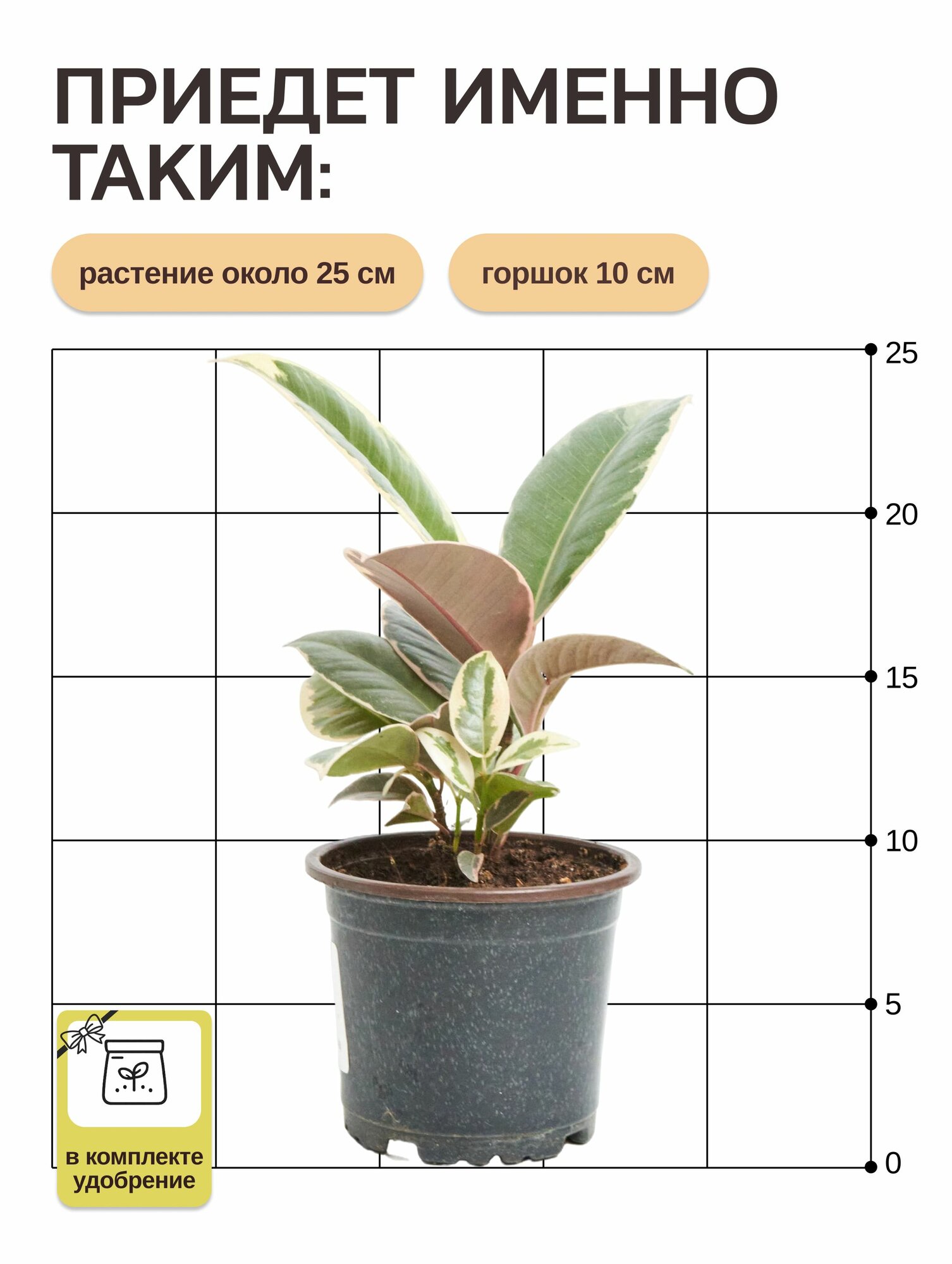 Фикус Эластика Тинеке — фото 1