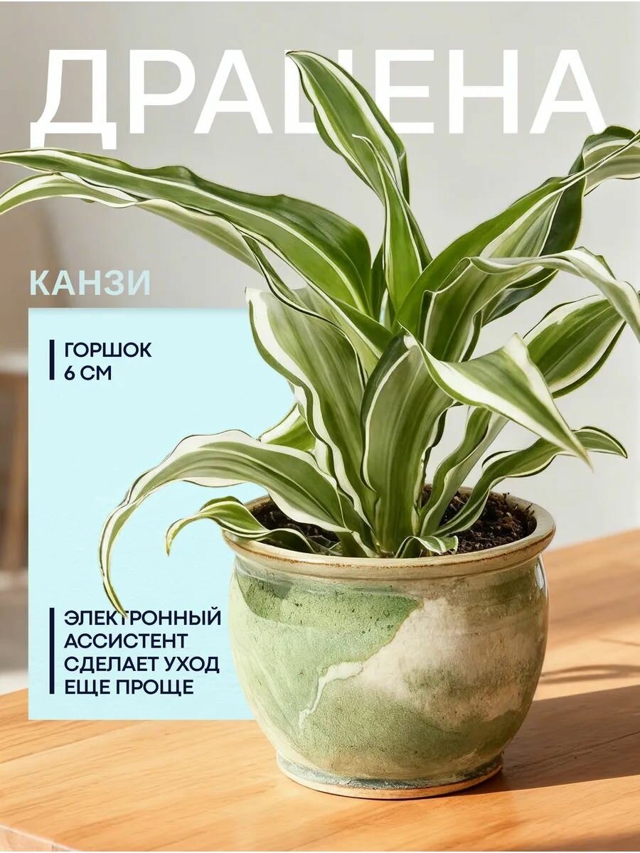 Драцена Канзи Живое комнатное растение