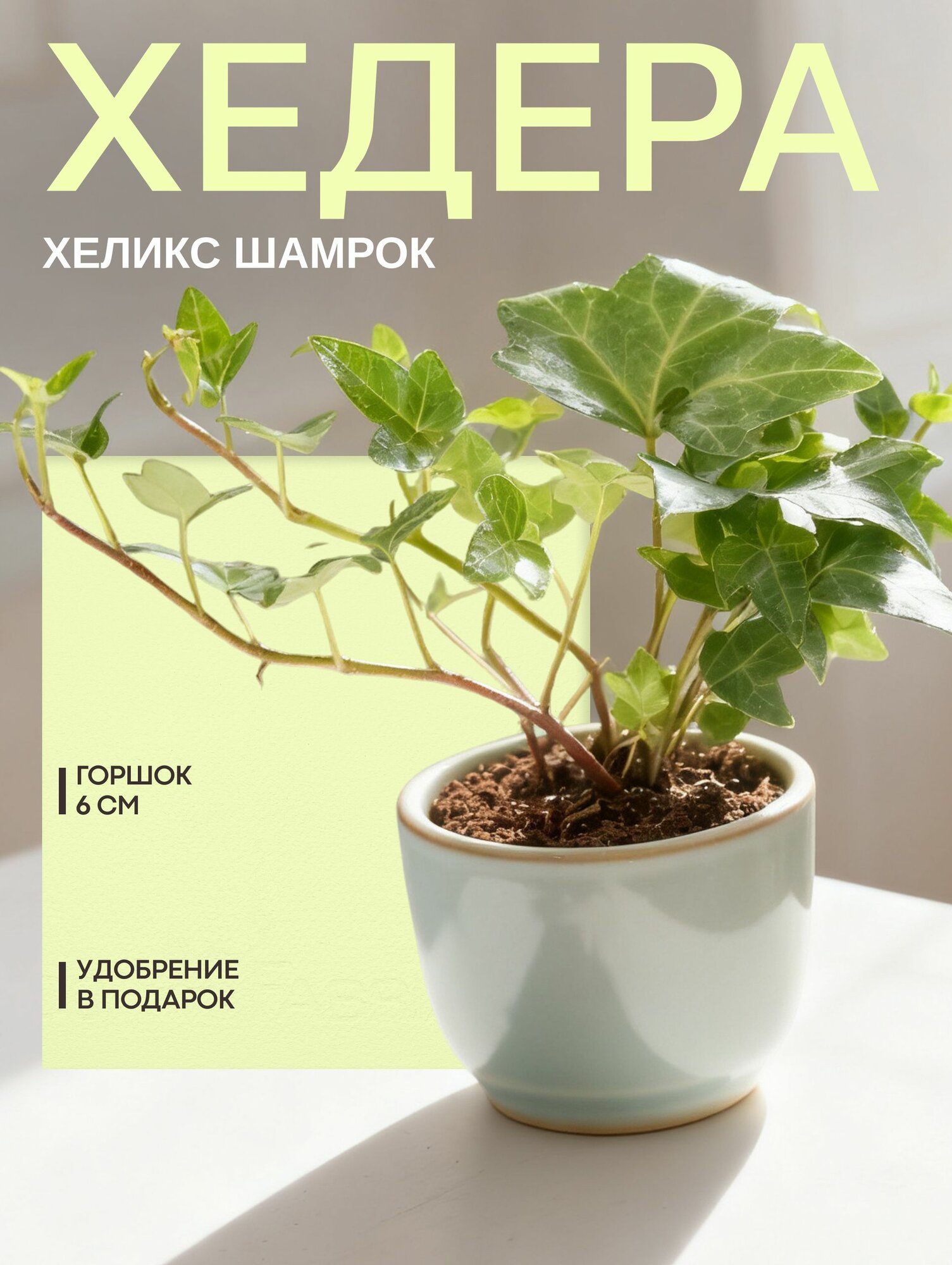 Плющ Хедера Хеликс Шамрок комнатный цветок в горшке живой