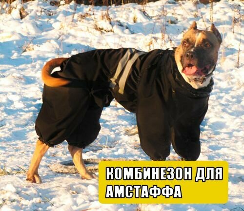 Комбинезон-дождевик для американского стаффордширского терьера кобеля, повышенной прочности, со светоотражающими полосами, цвет черный