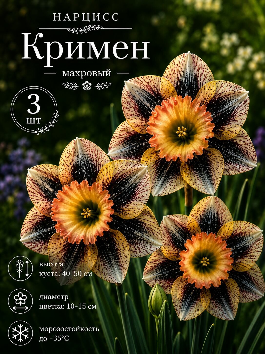 Нарцисс сорта "Кримен" , 3 луковицы для посадки , желто-черный