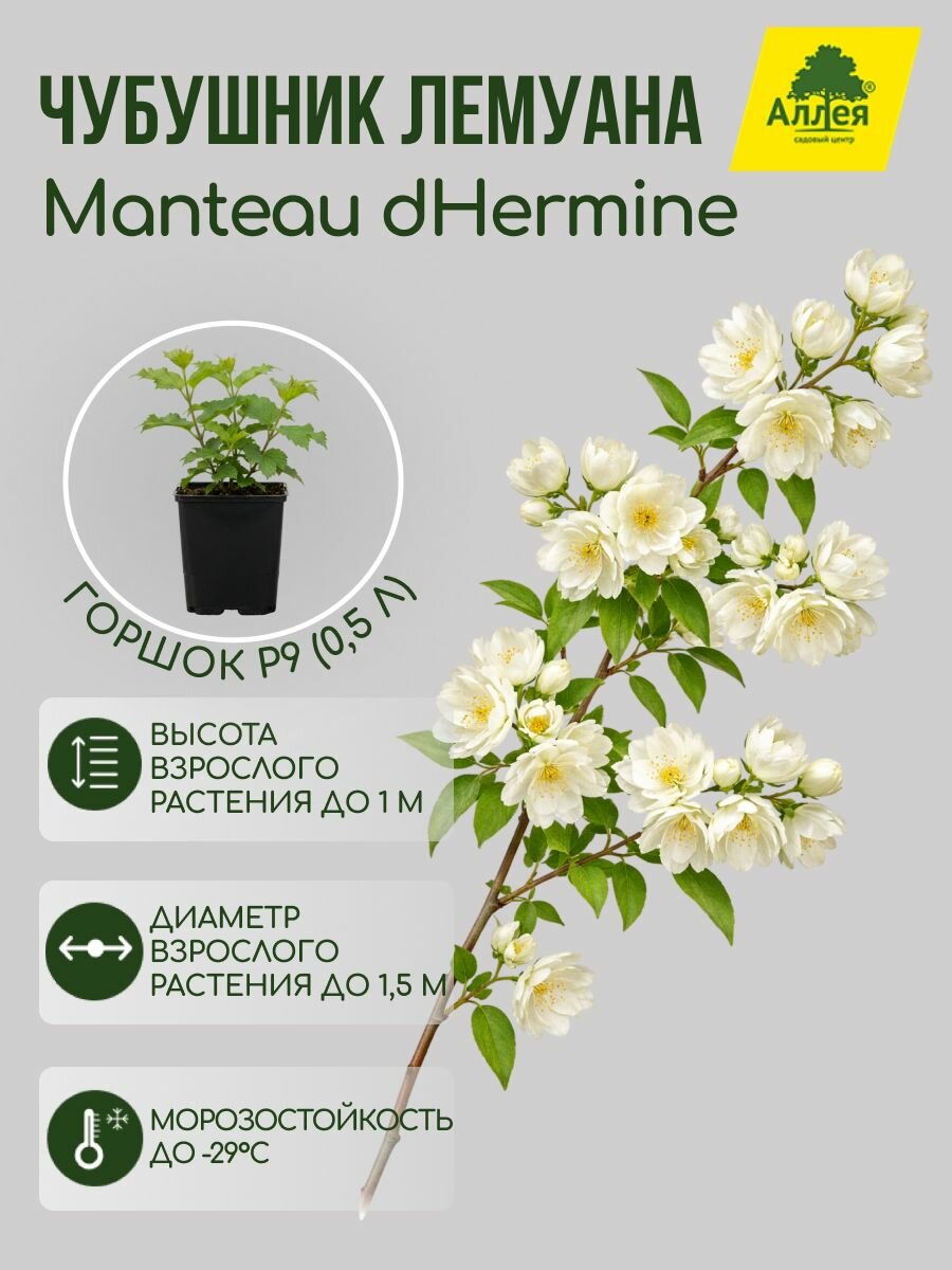 Чубушник Лемуана / Philadelphus lemoinei Manteau dHermine P9