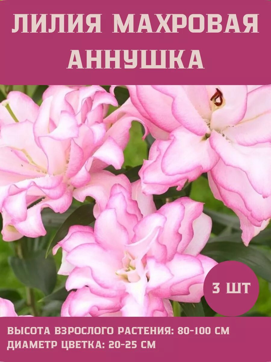Лилия махровая Аннушка