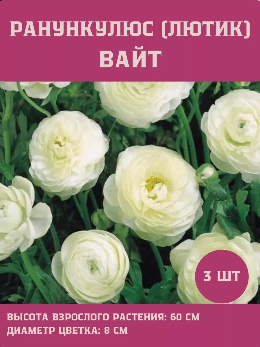 Ранункулюс лютик садовый азиатский