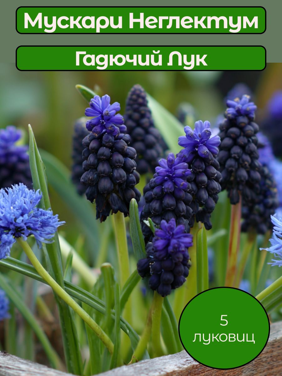 Луковицы Мускари Неглектум (Гадючий Лук) 5 шт