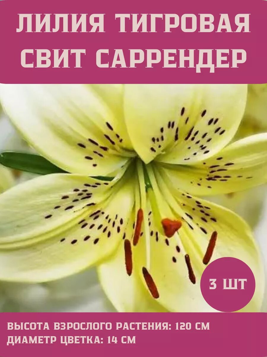 Лилия азиатская; Восточная лилия; Махровая лилия; Тигровая