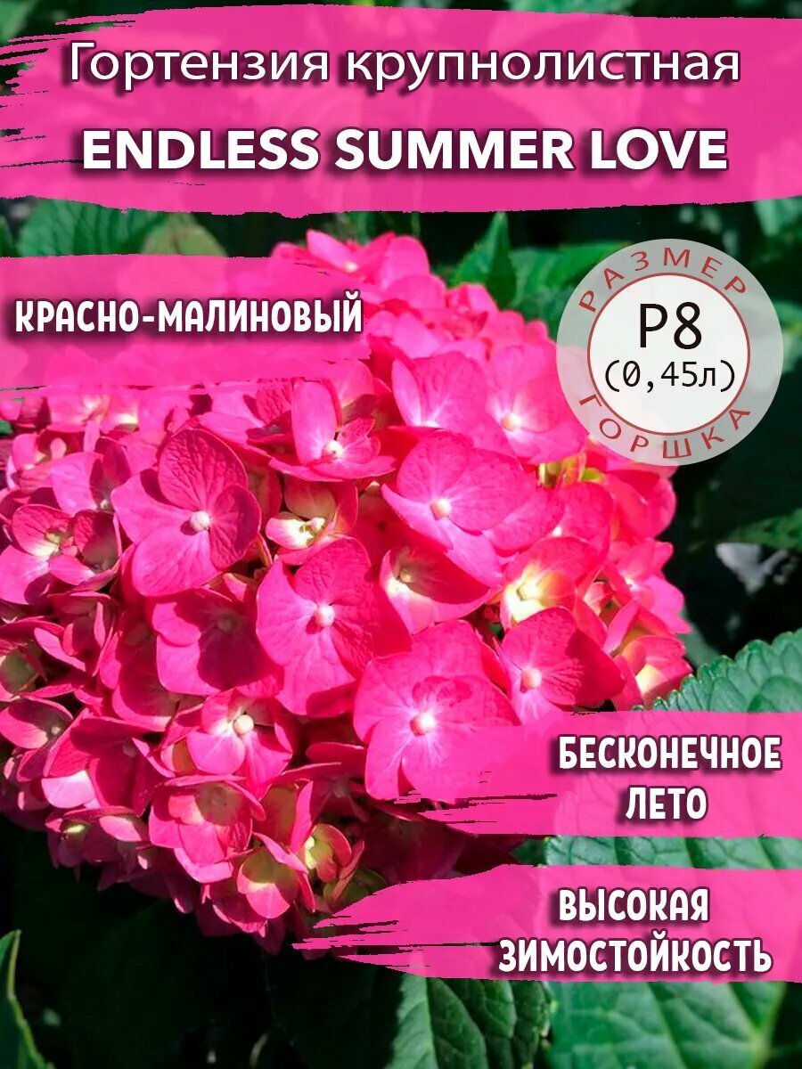 Гортензия Садовые Растения Endless Summer Love, высота 80 см, многолетник