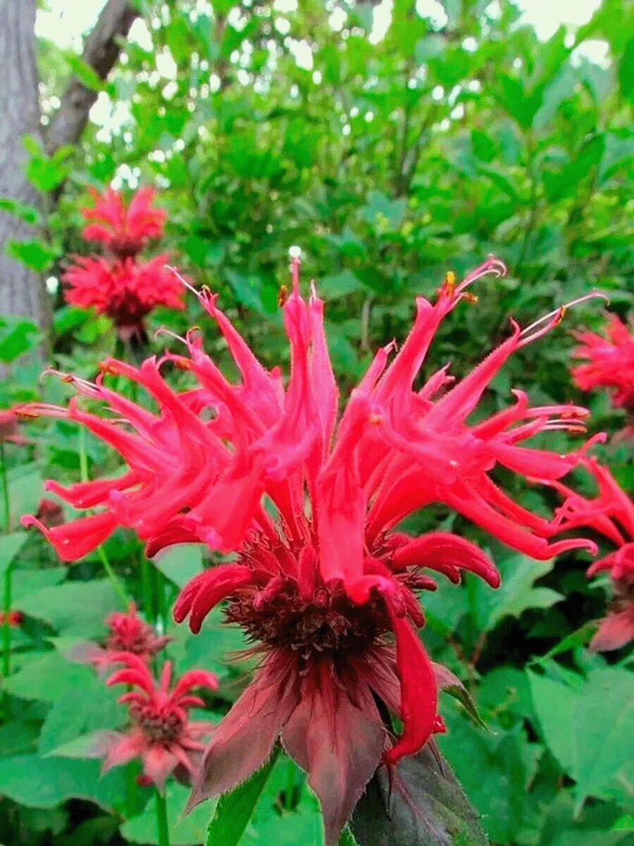 Монарда гибридная Gardenview Scarlet