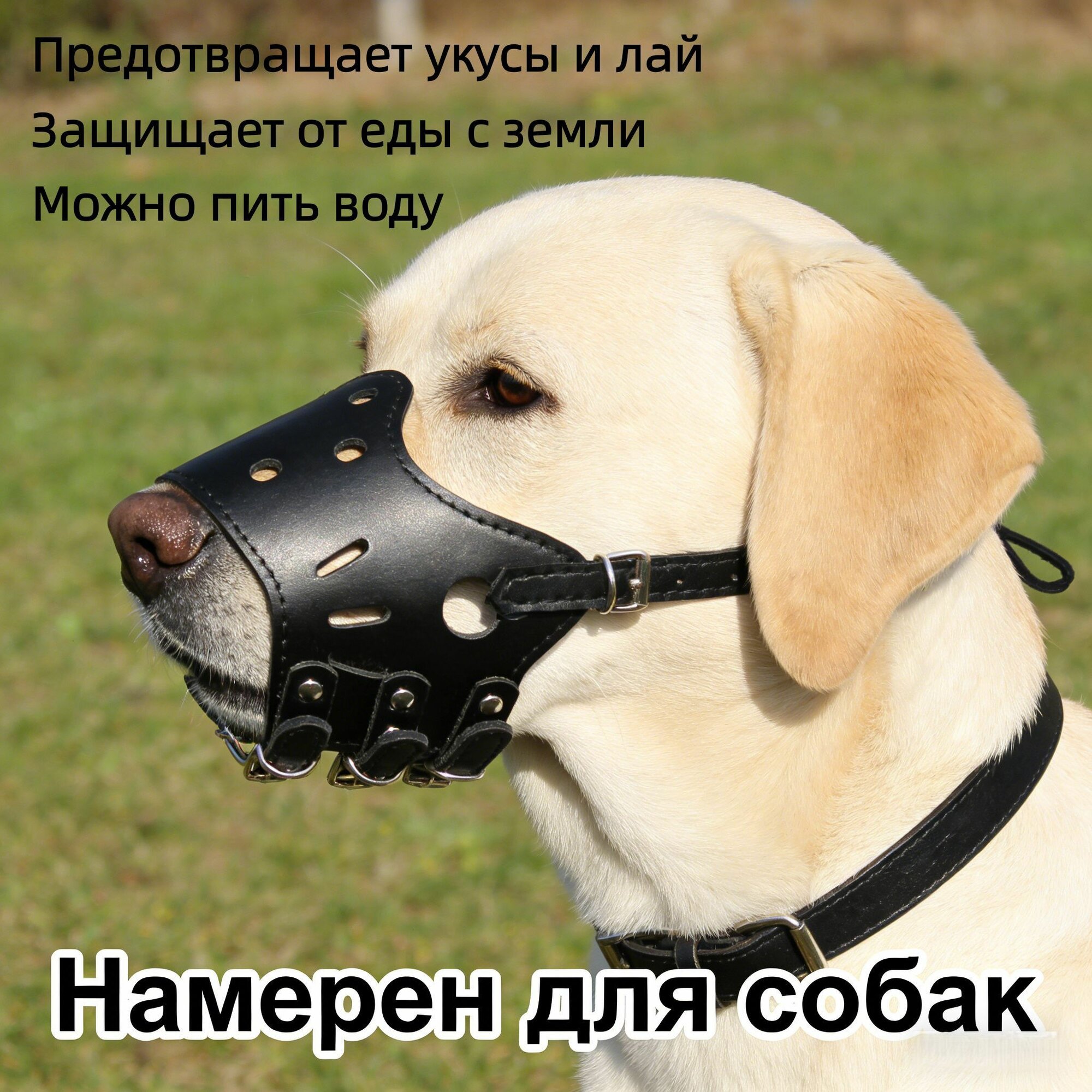 Намордник