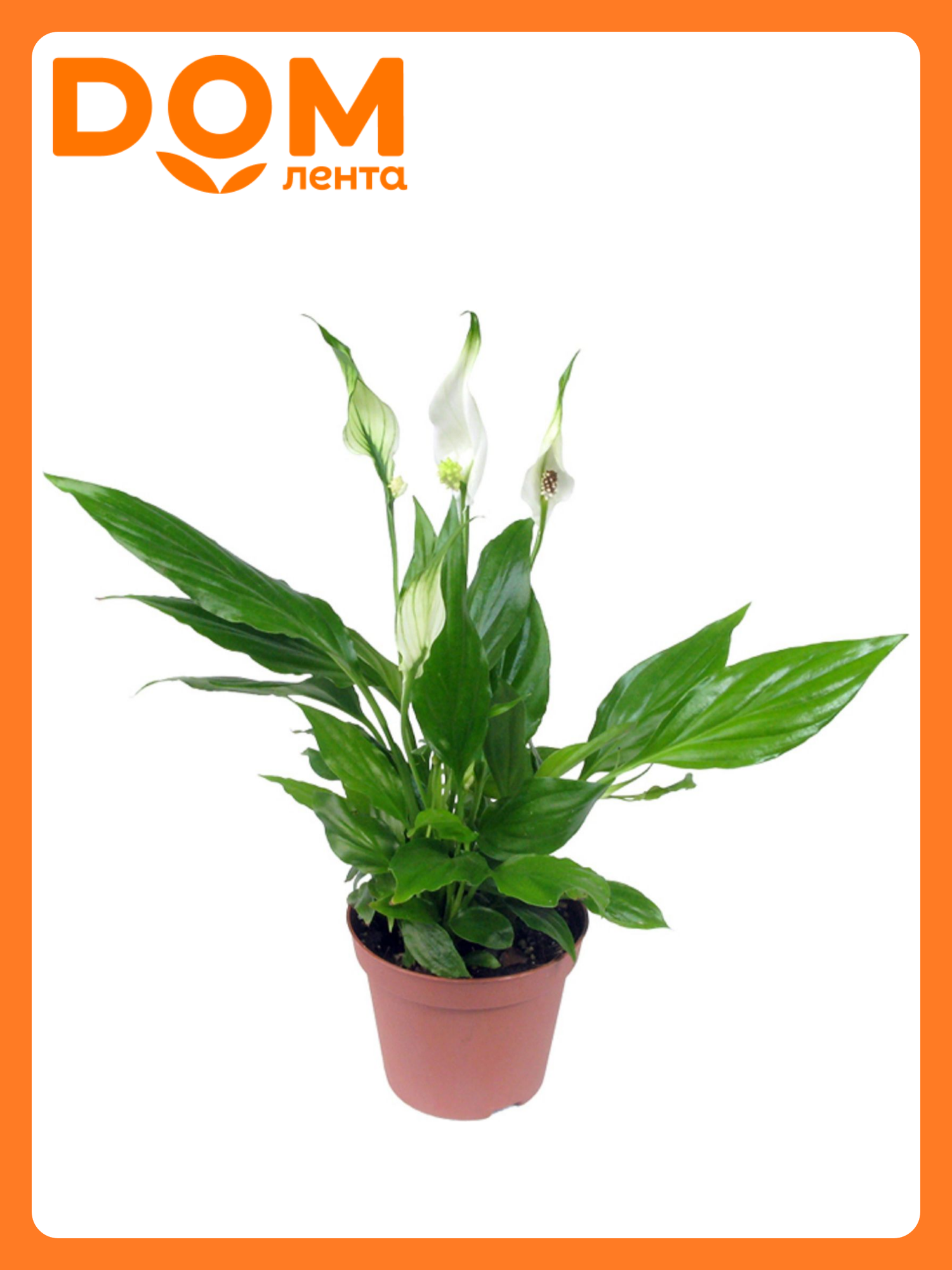 Спатифиллум Шопен, декоративно-лиственное растение, высота 30 см, диаметр горшка 9 см