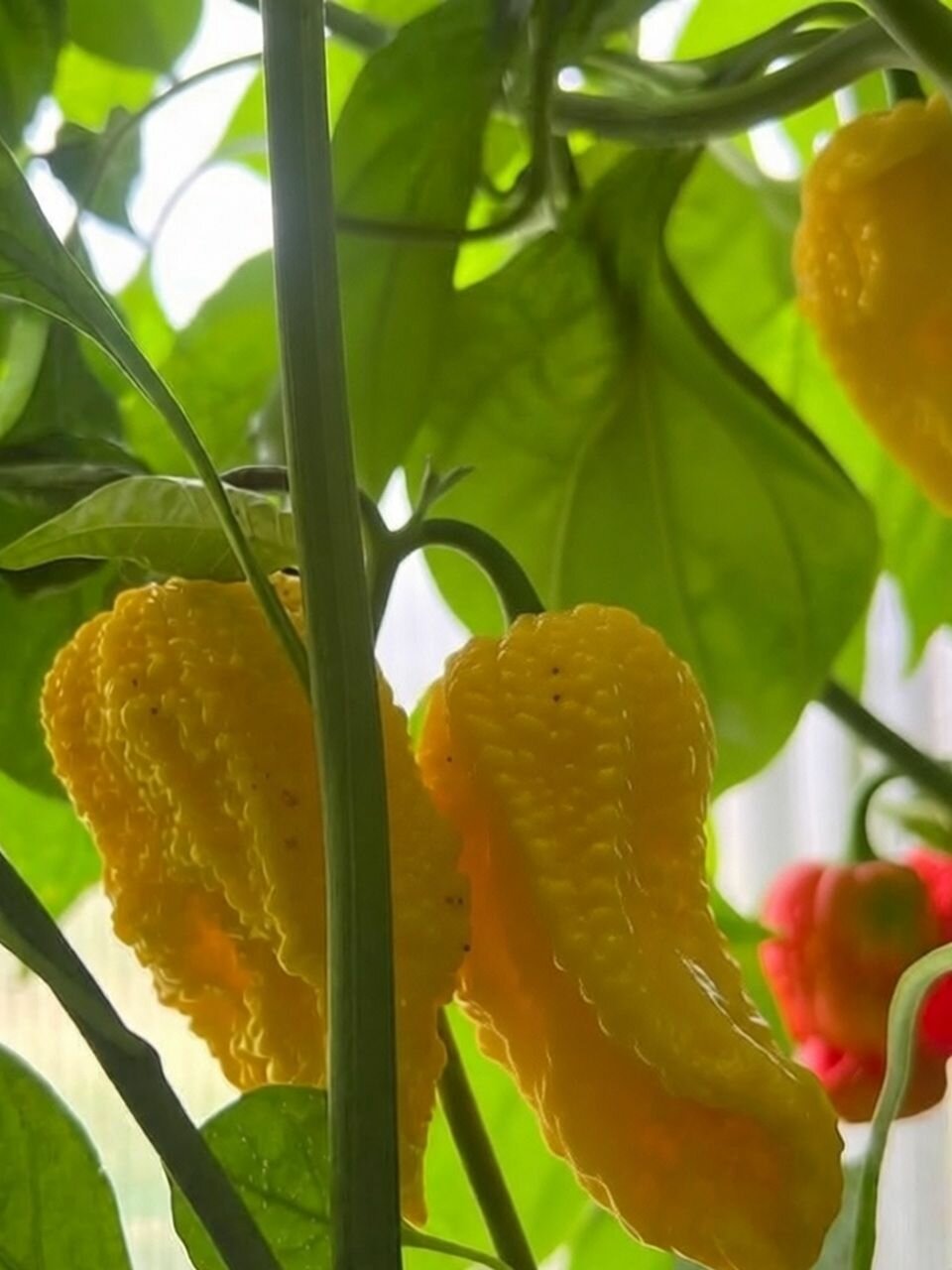Семена Острый перец Big Yellow Mama, 5 семян, Кубанский перцевод